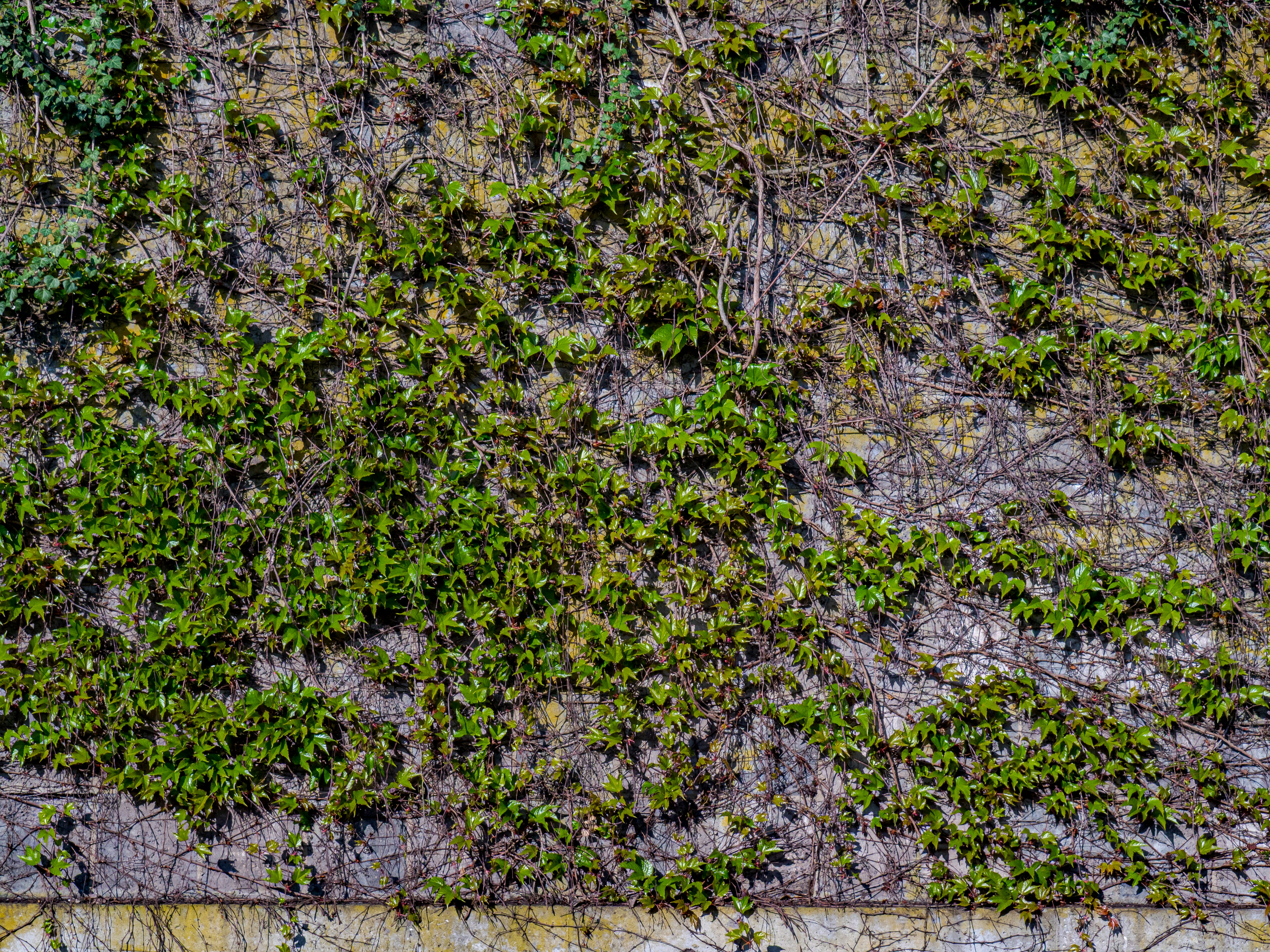 Ivy-Cloaked Wall: A Quiet Tangle of Green on Concrete