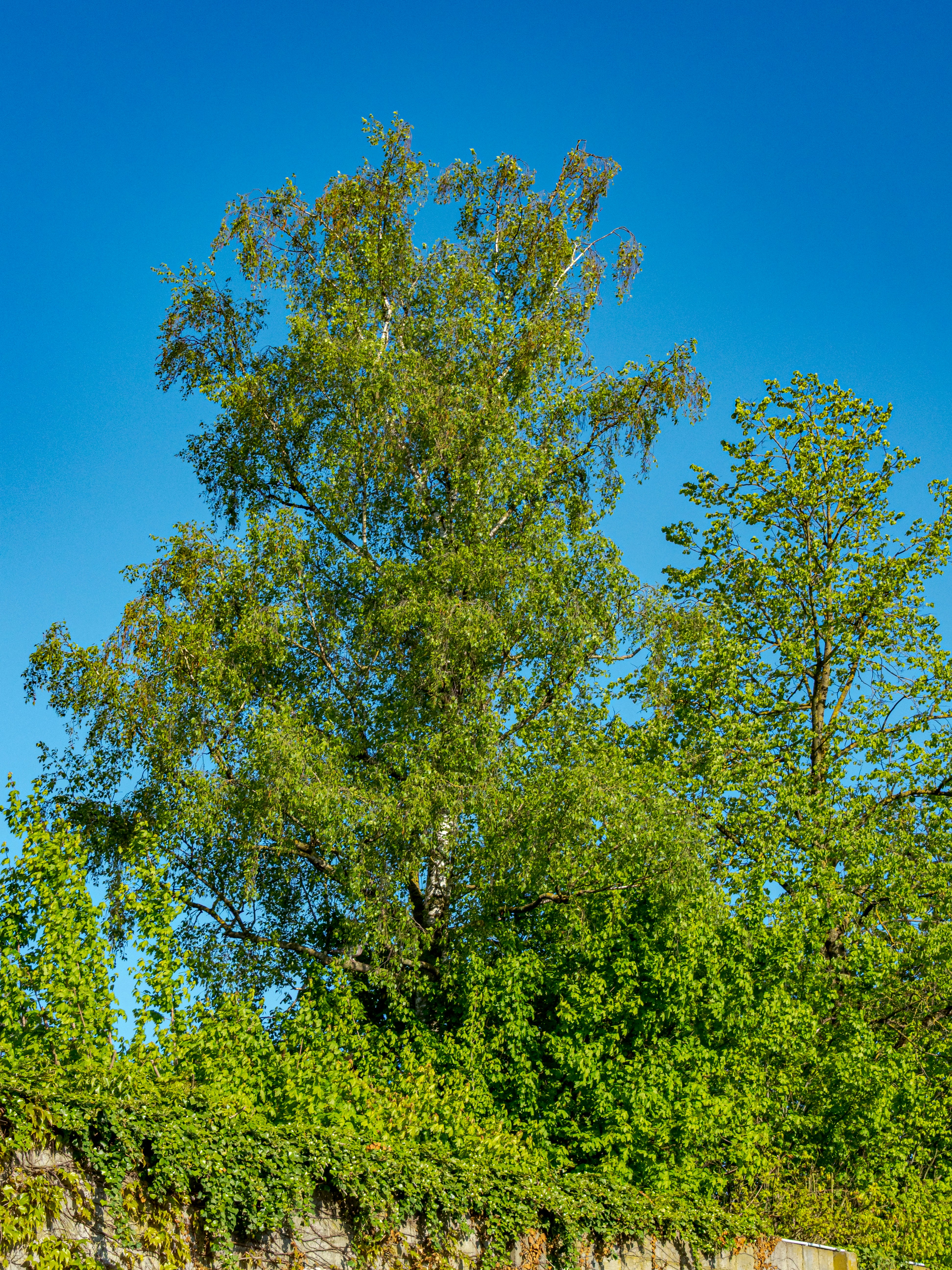 Sun-Soaked Linden Canopy Against a Pristine Blue Sky