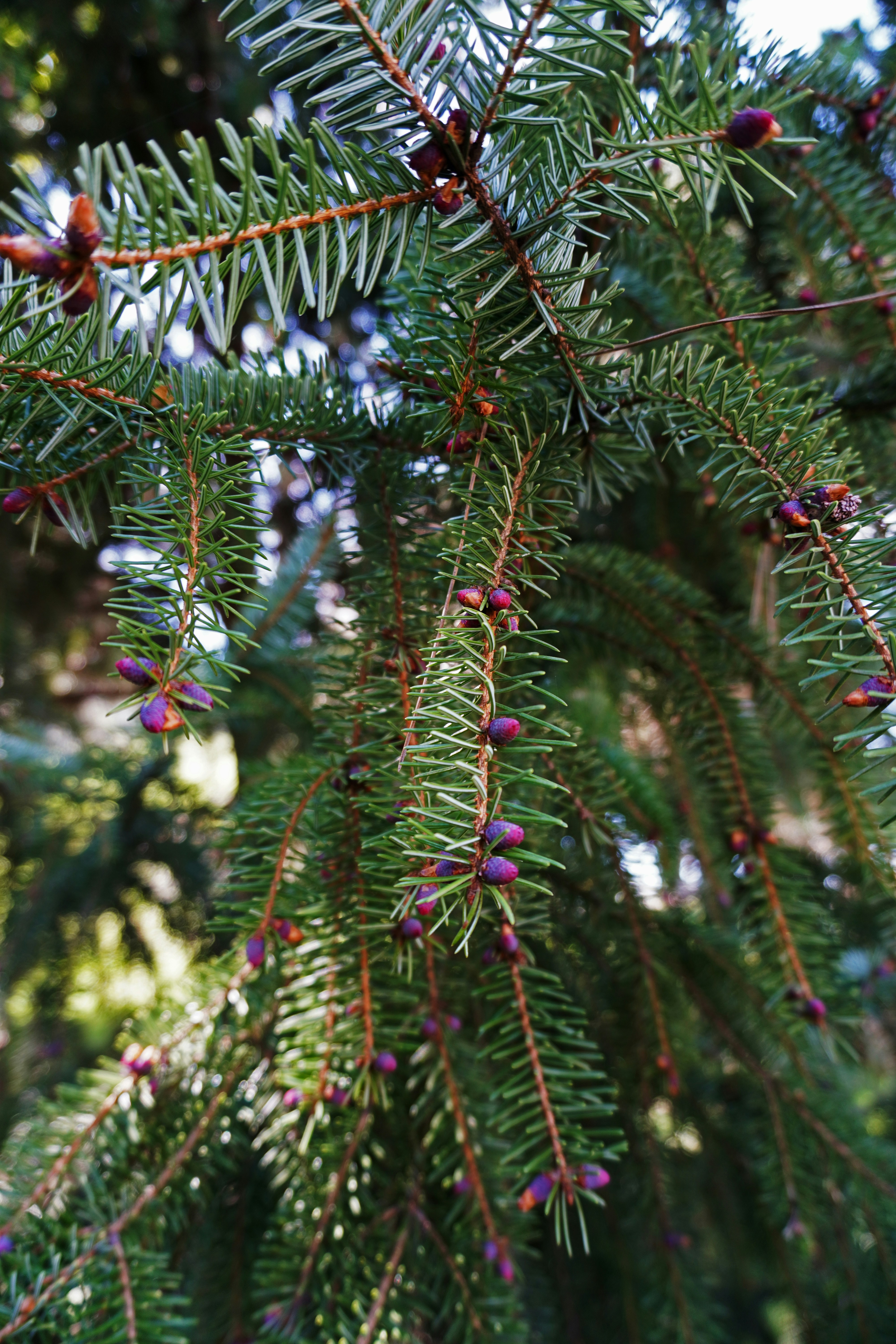 Emerald Needles and Purple Berries: A Winter-Branch Close-Up