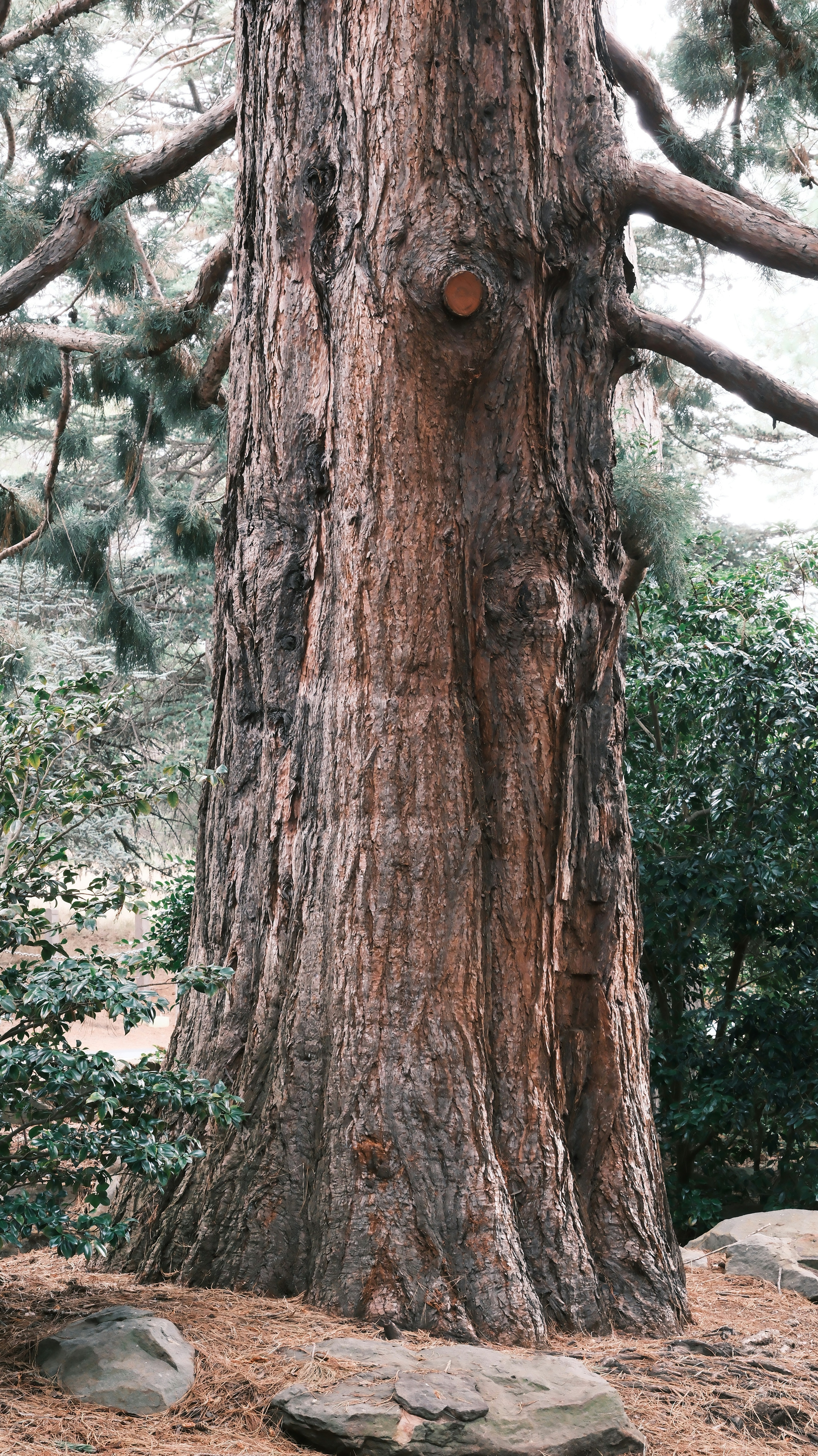 Ancient Cedar Trunk Carved by Time