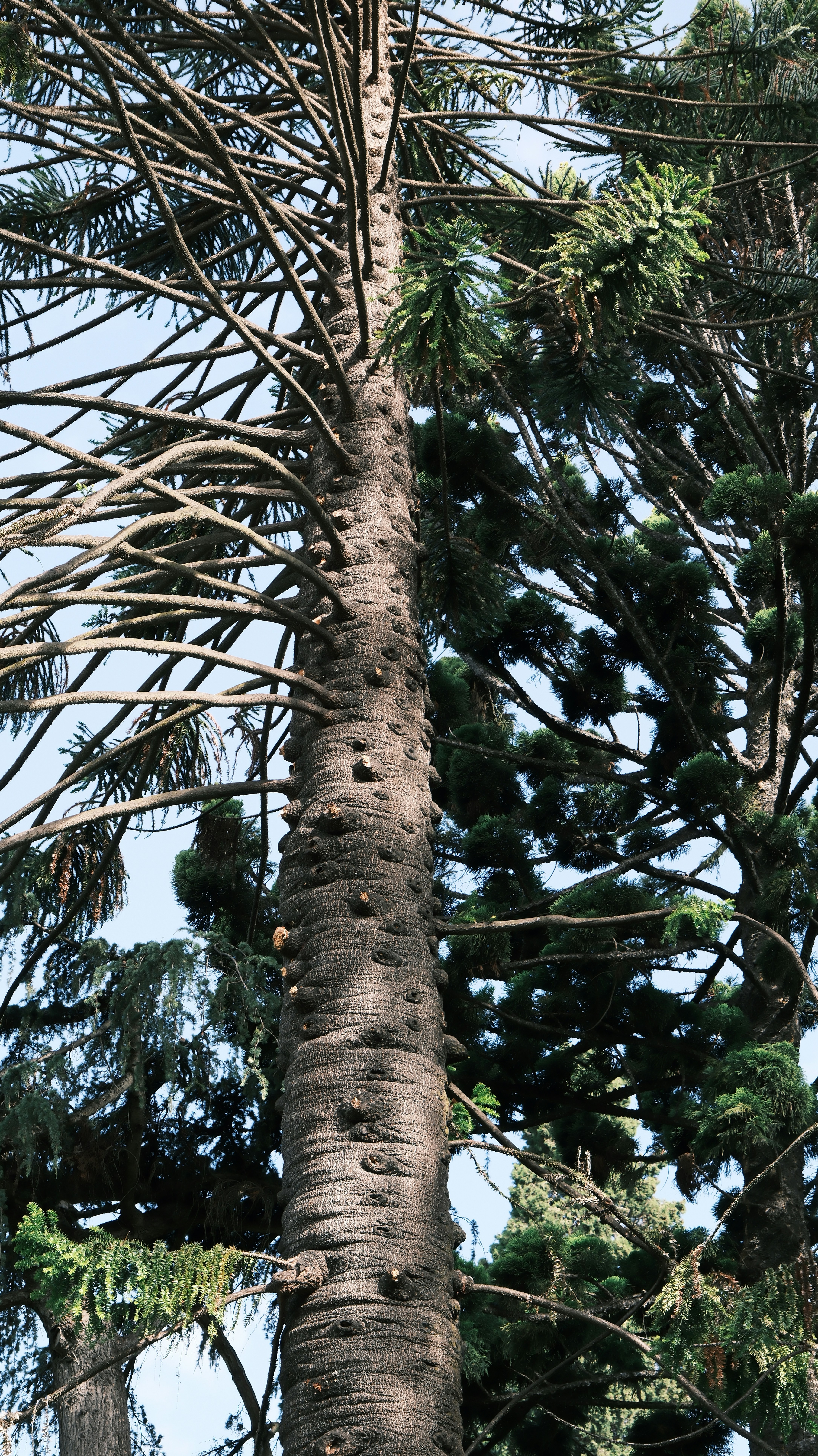 Ascension of the Tall Sentinel: A Vertical Forest Reach
