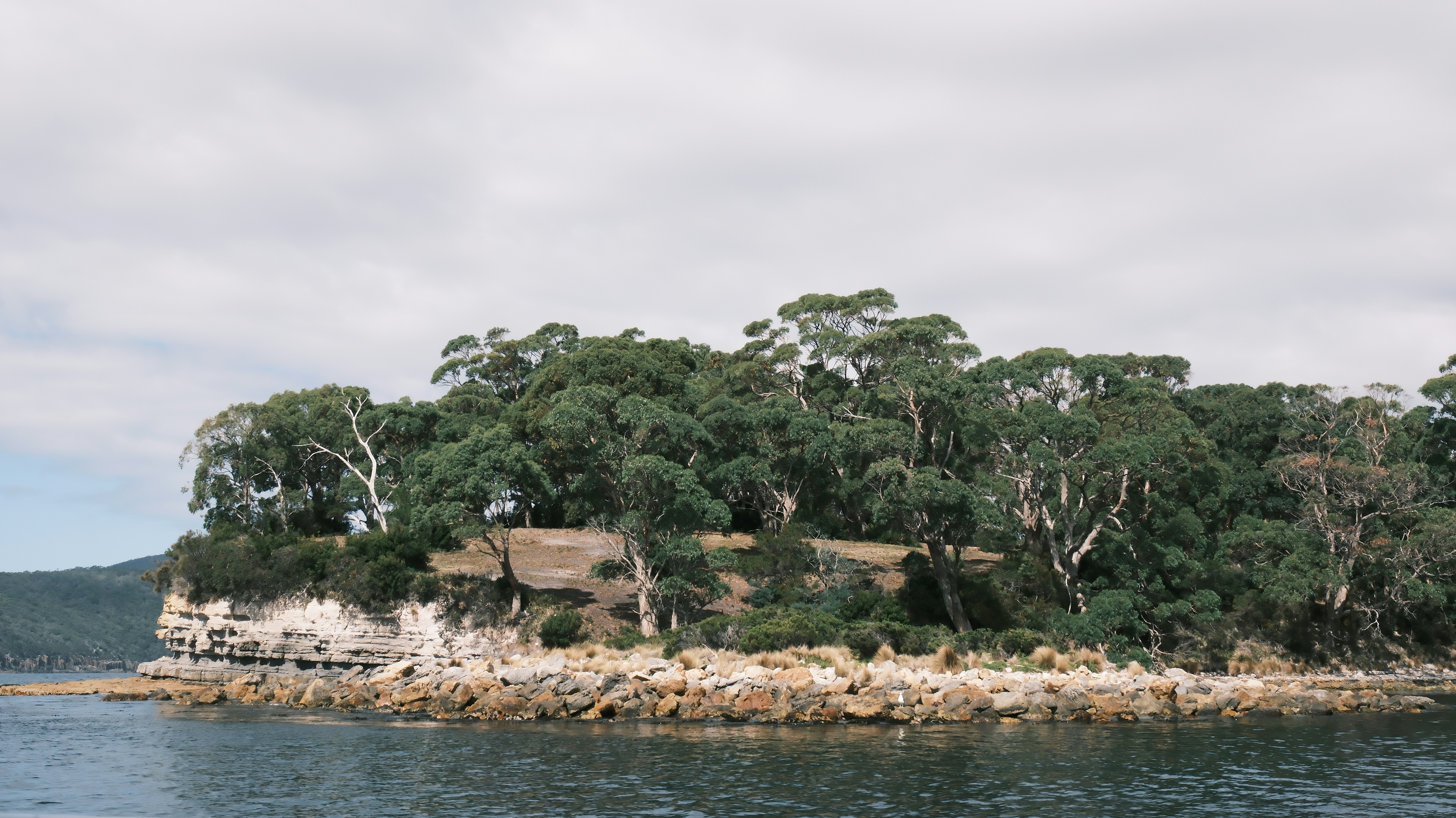 Island Amid Calm Waters: A Sparse Clump of Trees Brimming with Coastal Character