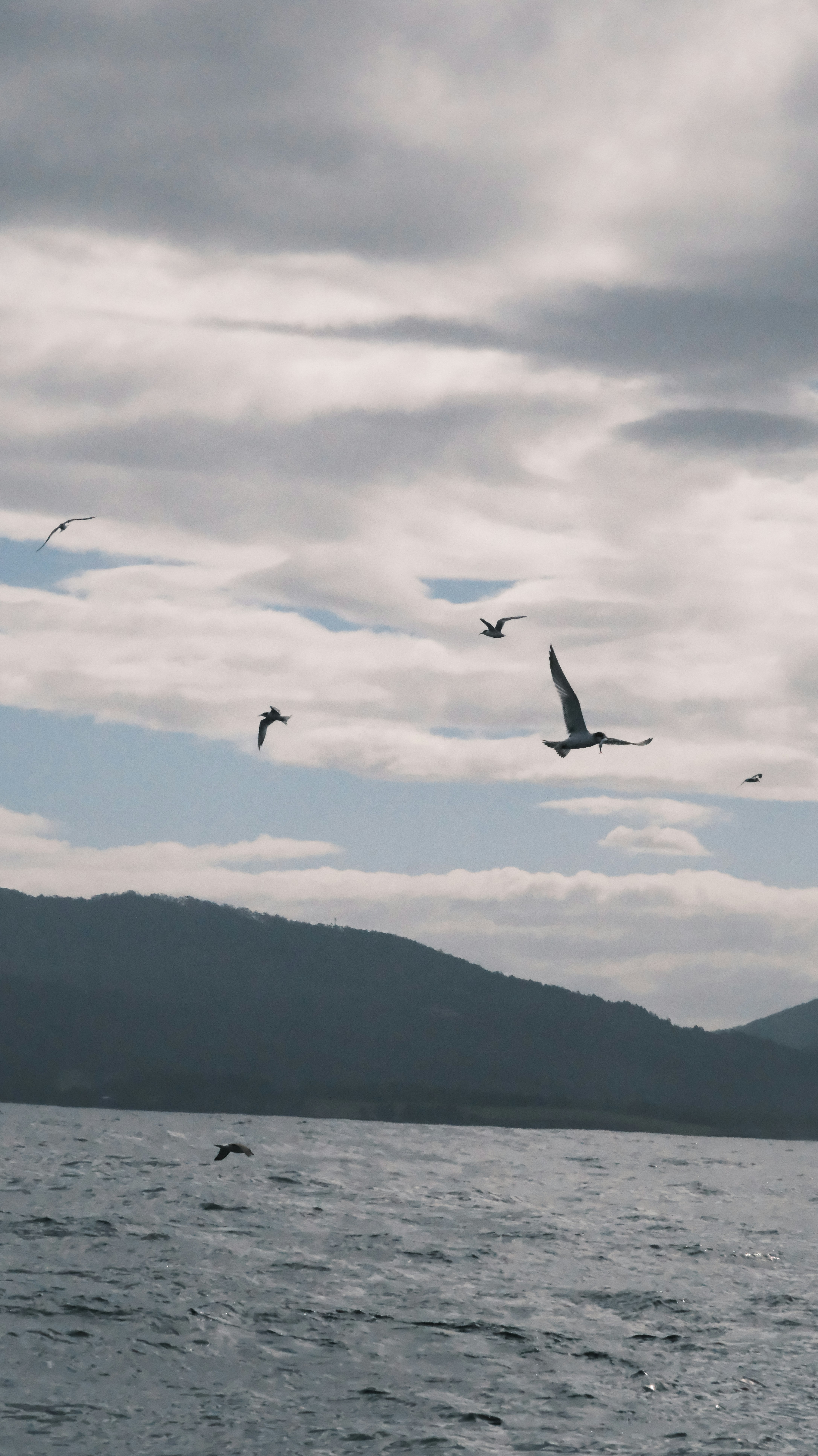 Seabirds in a Quiet Sky Over Rolling Hills at Dusk