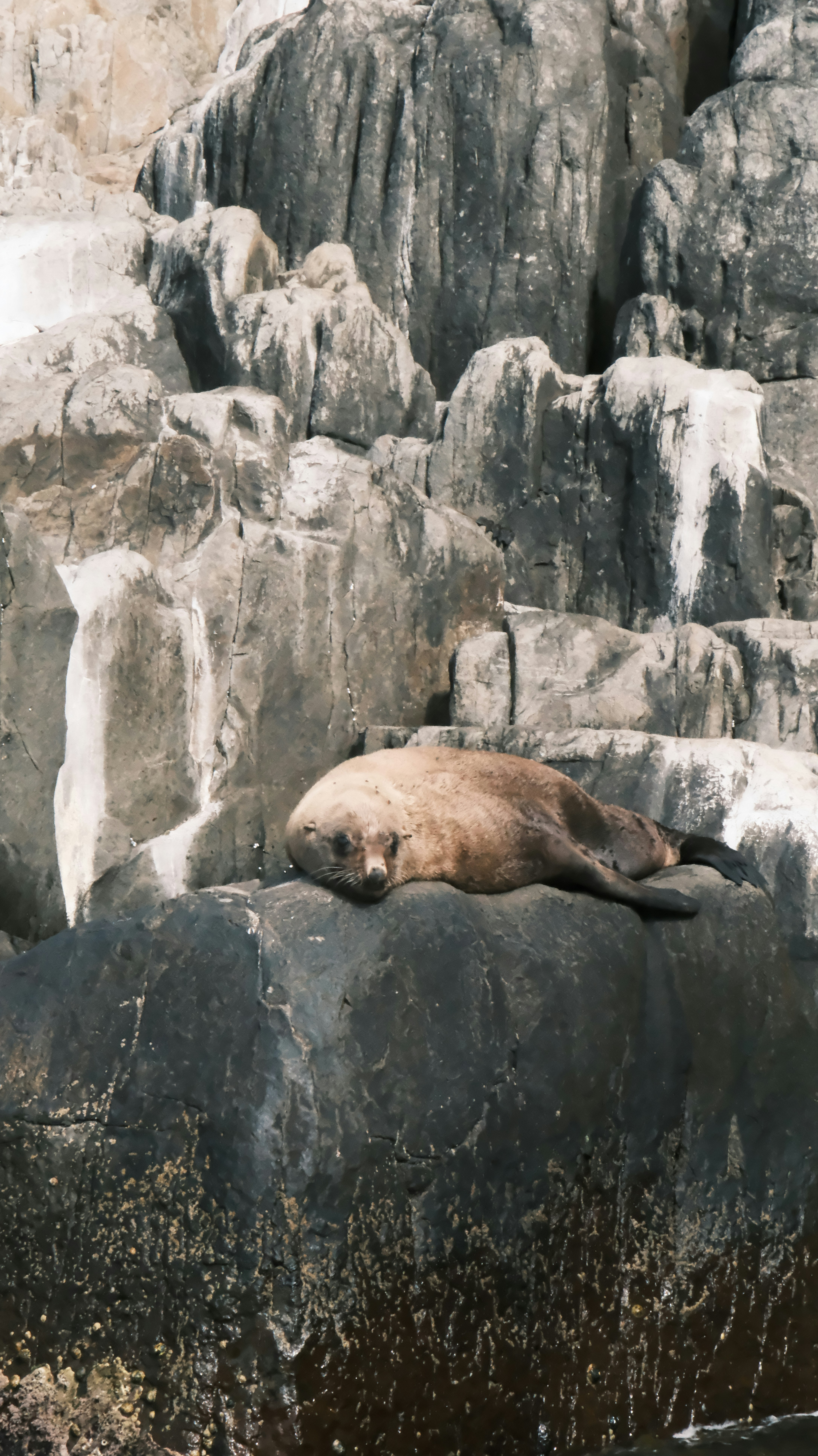 Resting on the Ocean’s Edge: A Sea Lion Lulled by the Tidal Cliff