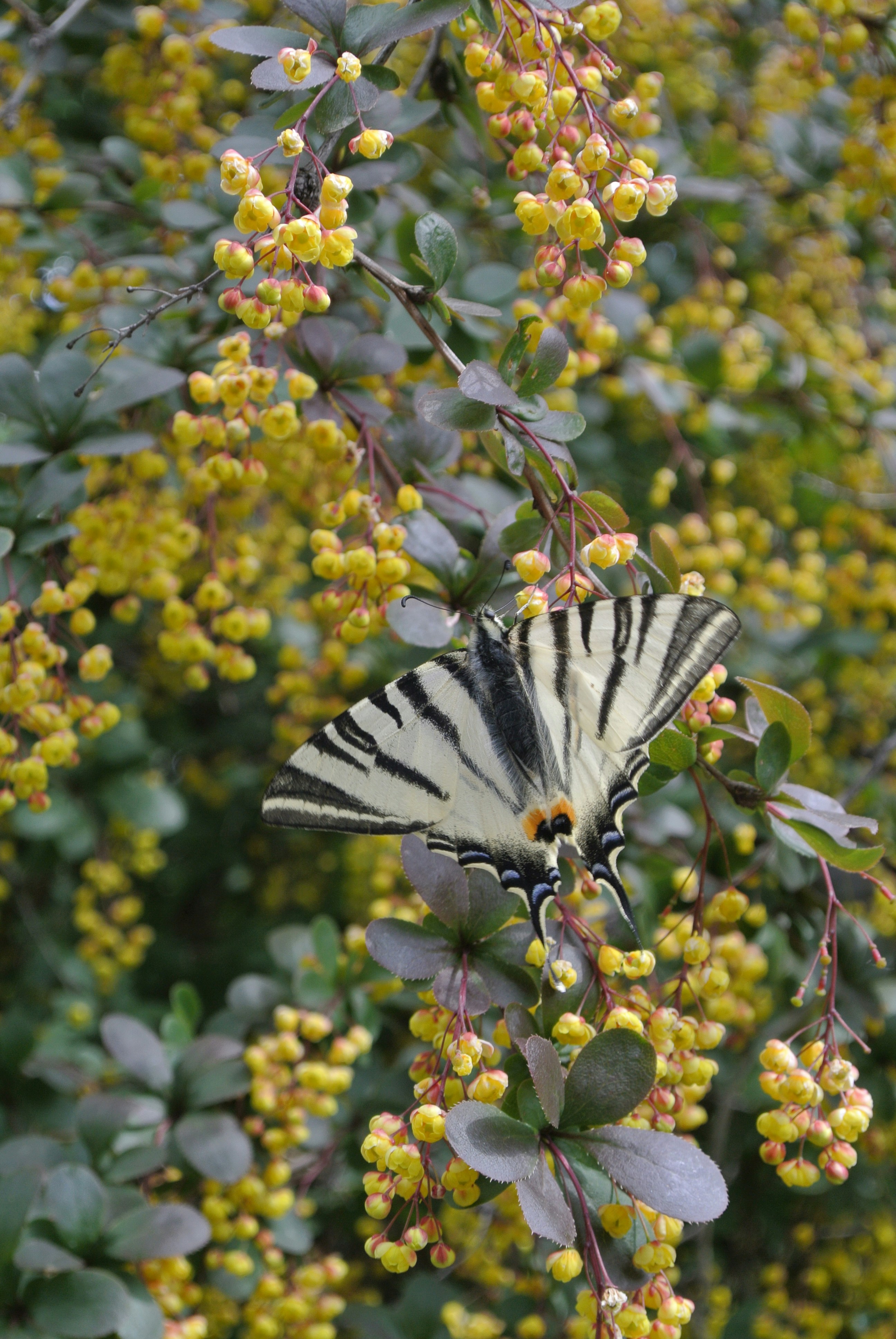 Zebra-striped Butterfly Resting Among Golden Berries