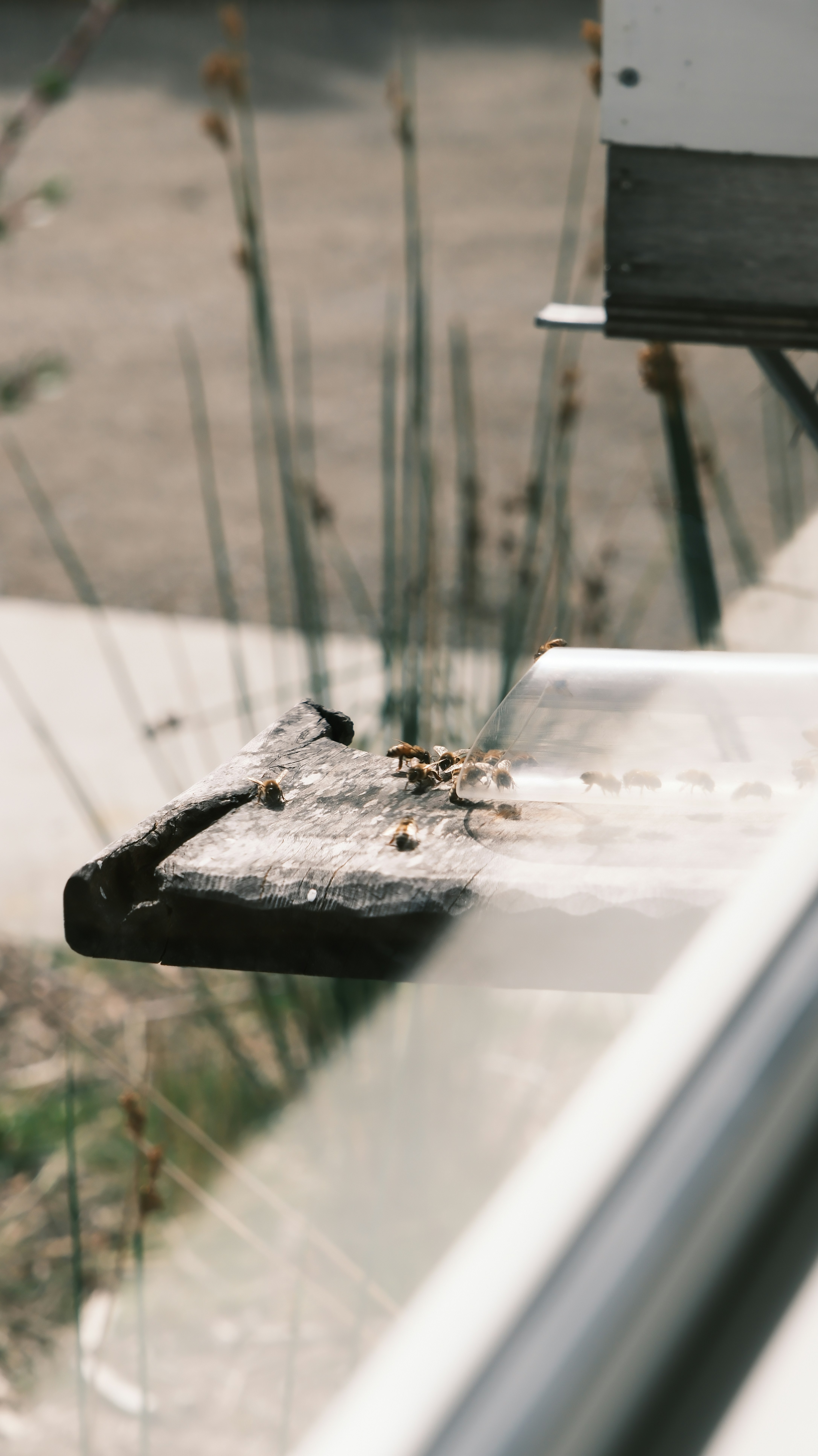 Bee-covered ledge and weathered wood overhanging a sunlit balcony