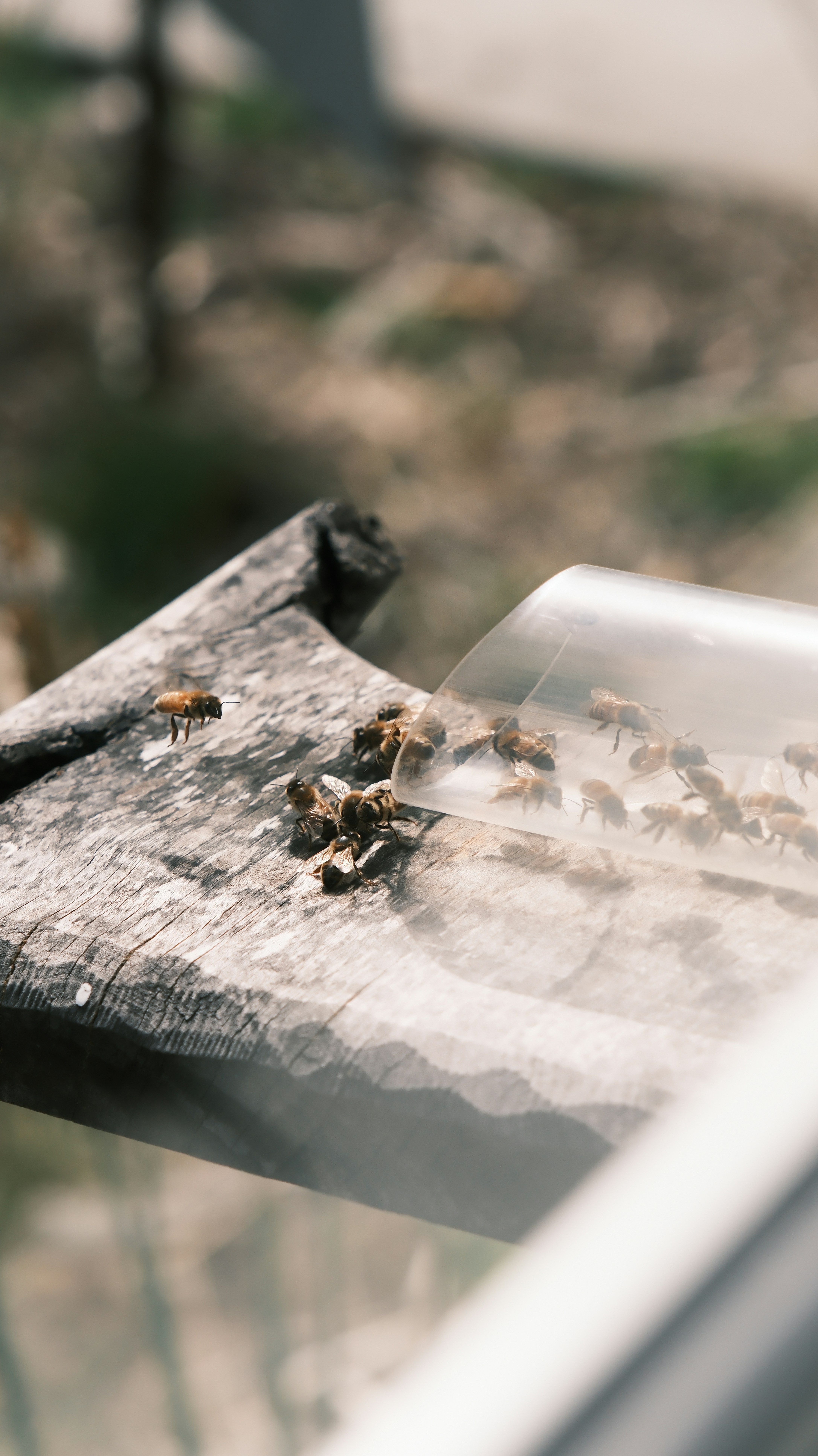 Bees at the Edge: A Tiny Assembly on Weathered Wood