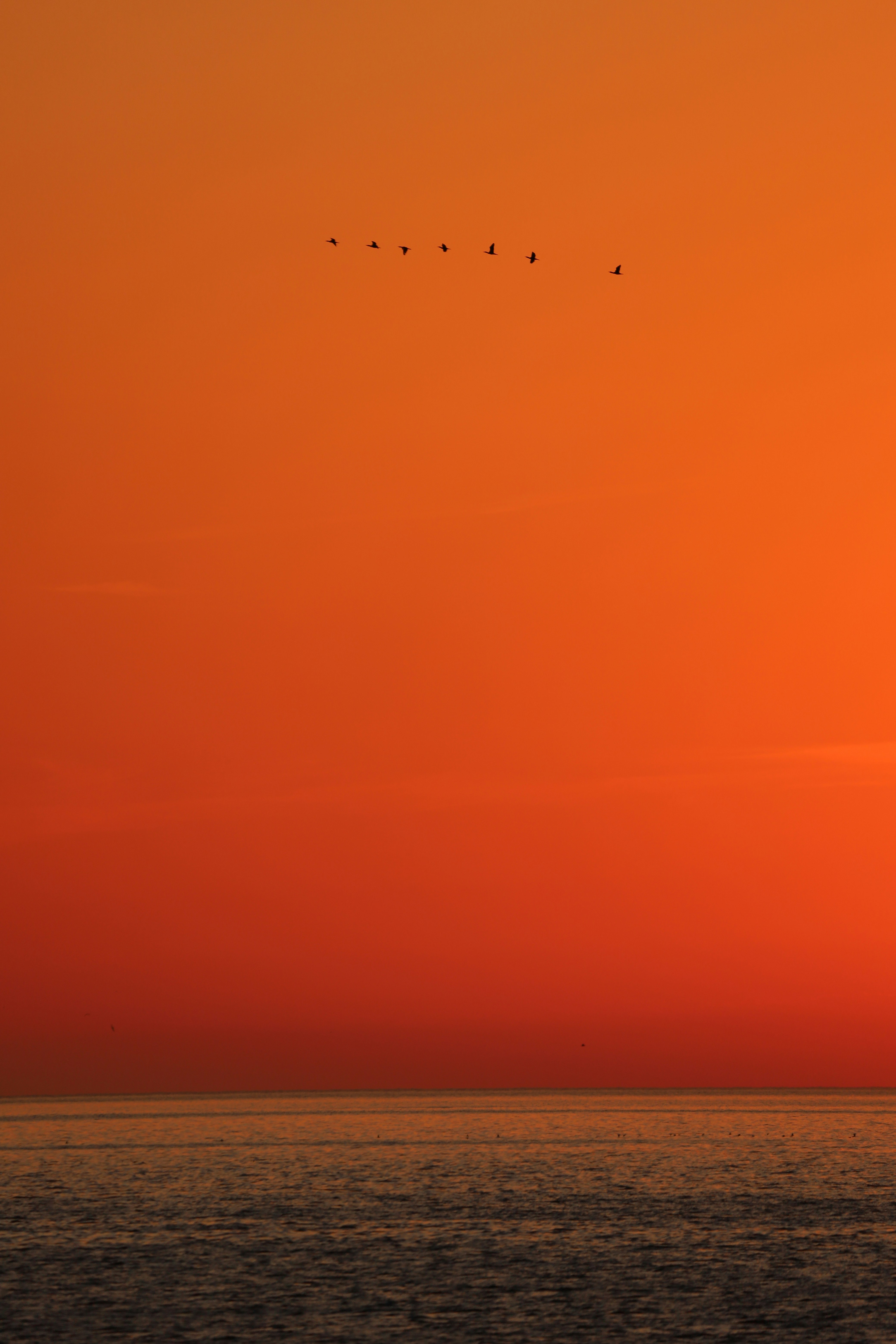 Crimson Horizon: A Tern of Dusk over Quiet Waters