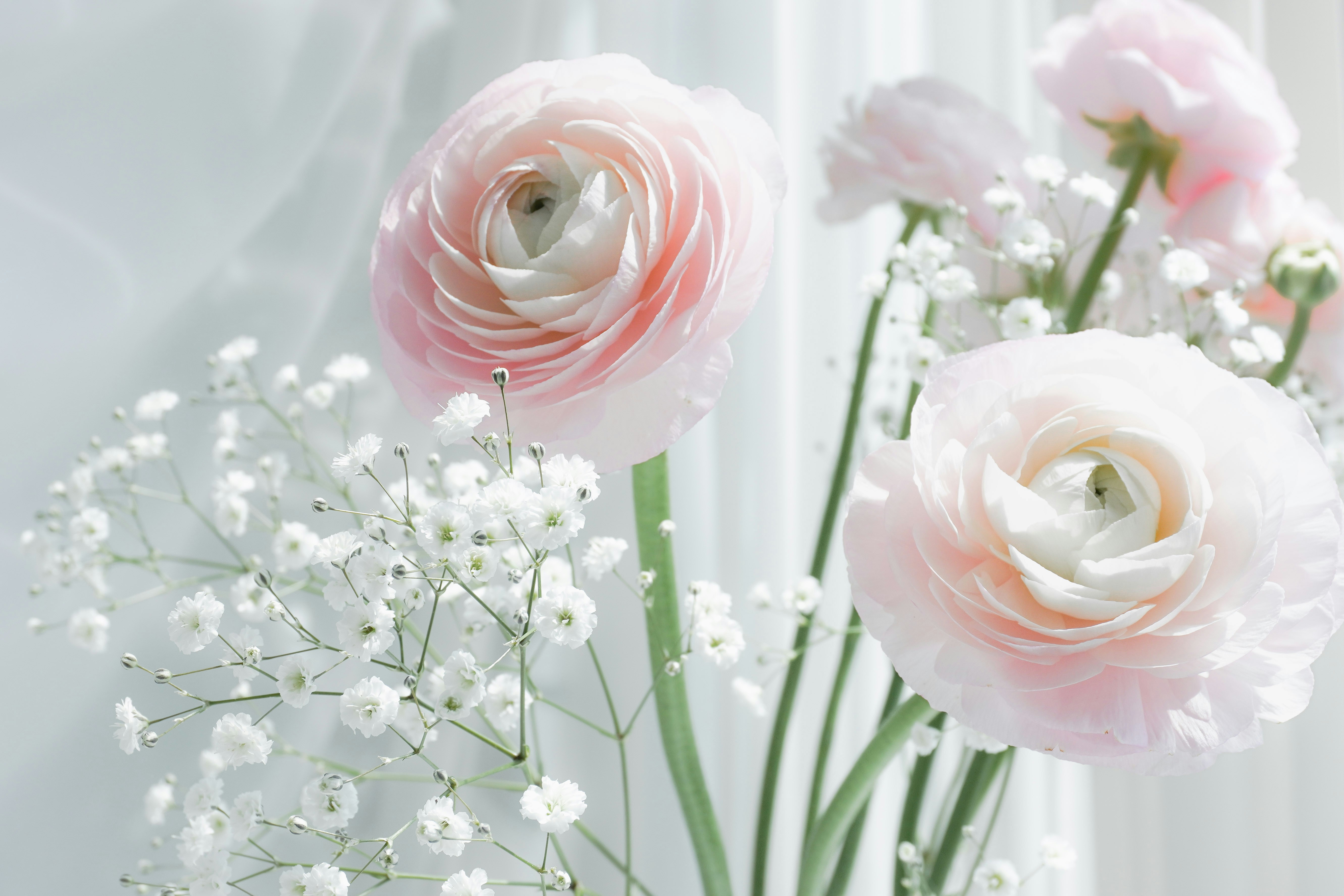 Soft Bloom Symphony in Pale Pink
