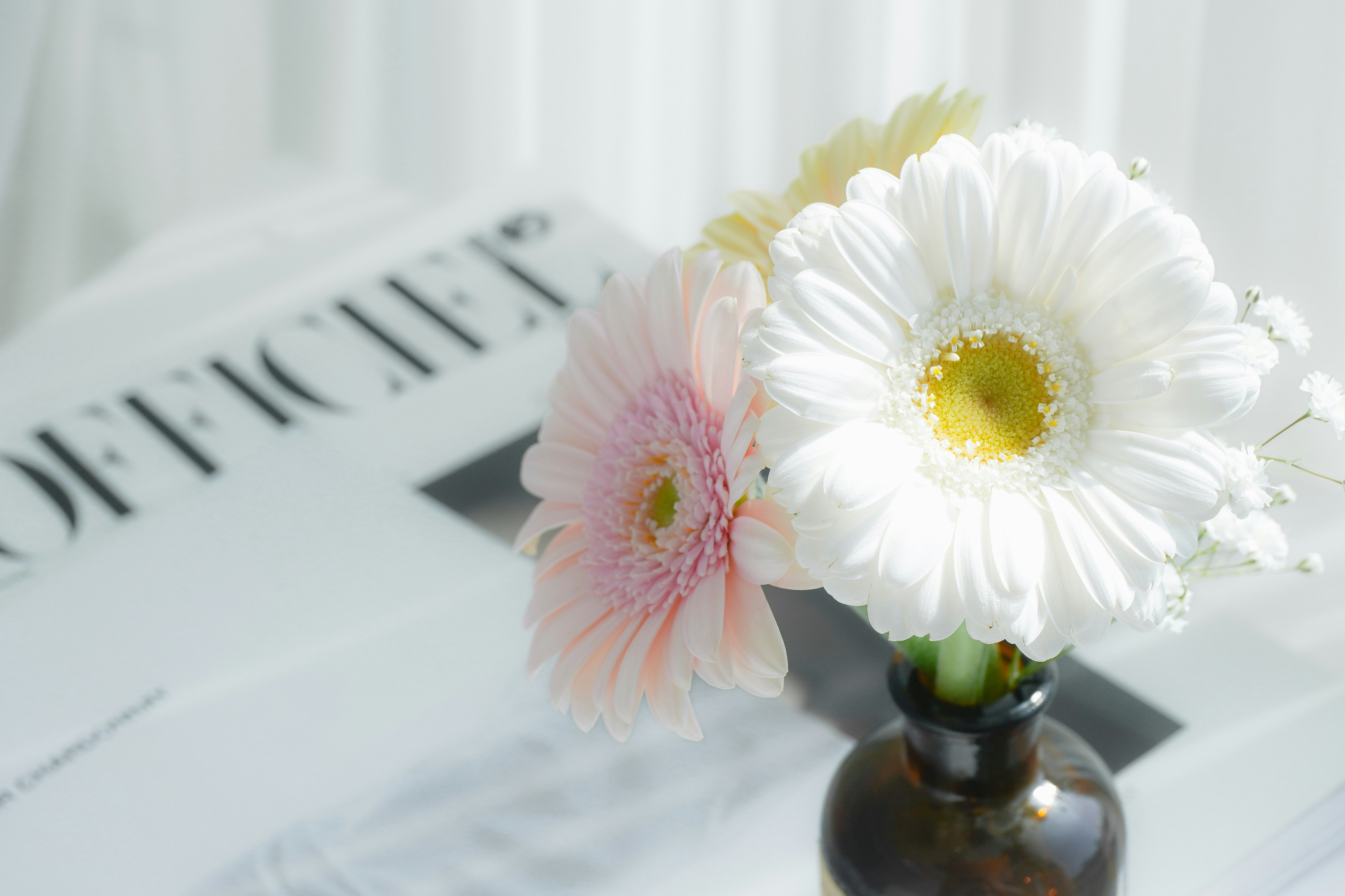 White and pink gerbera daisies in a vase.