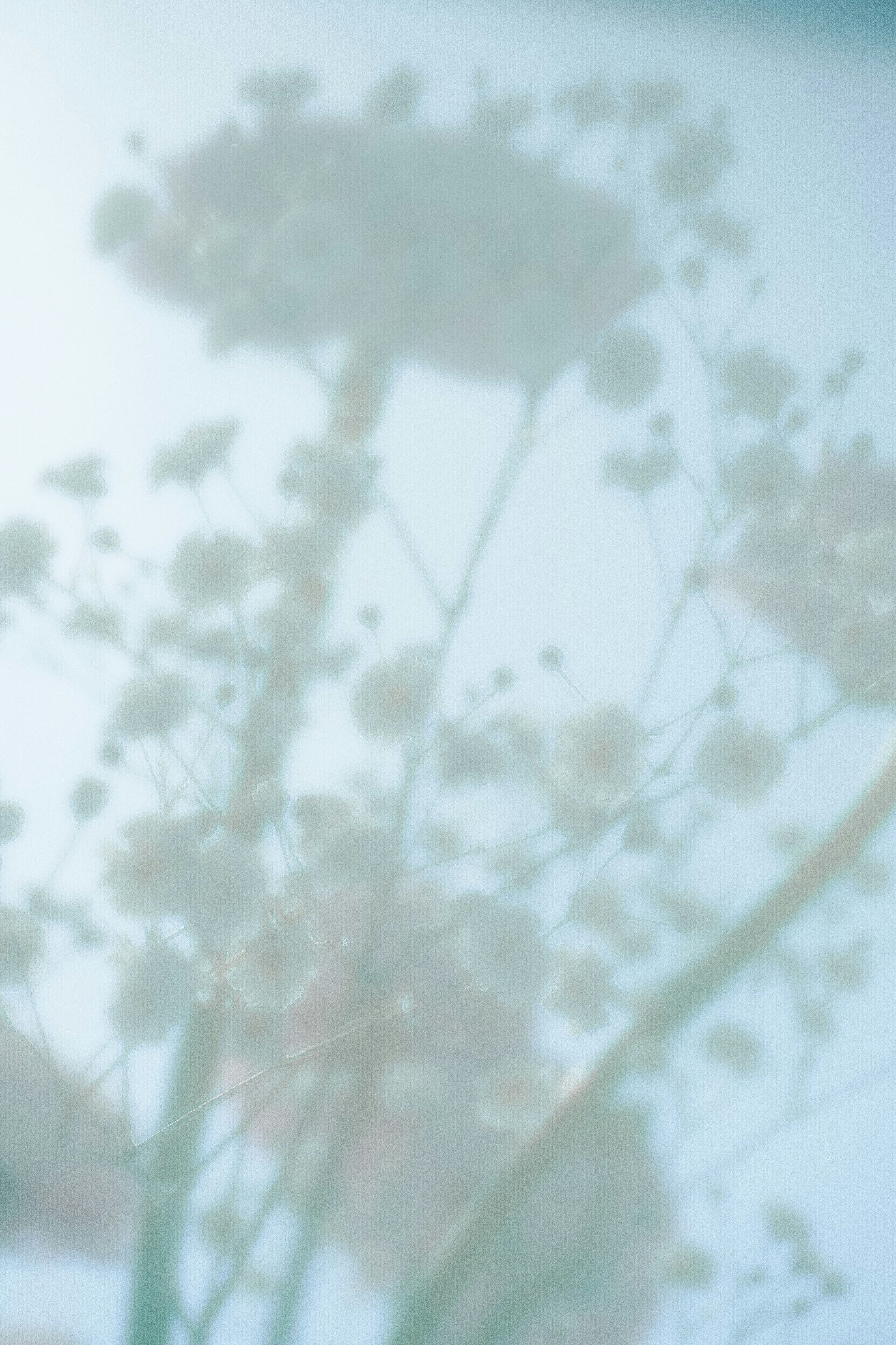 Soft Bloom: Delicate Flowers Behind Frosted Glass
