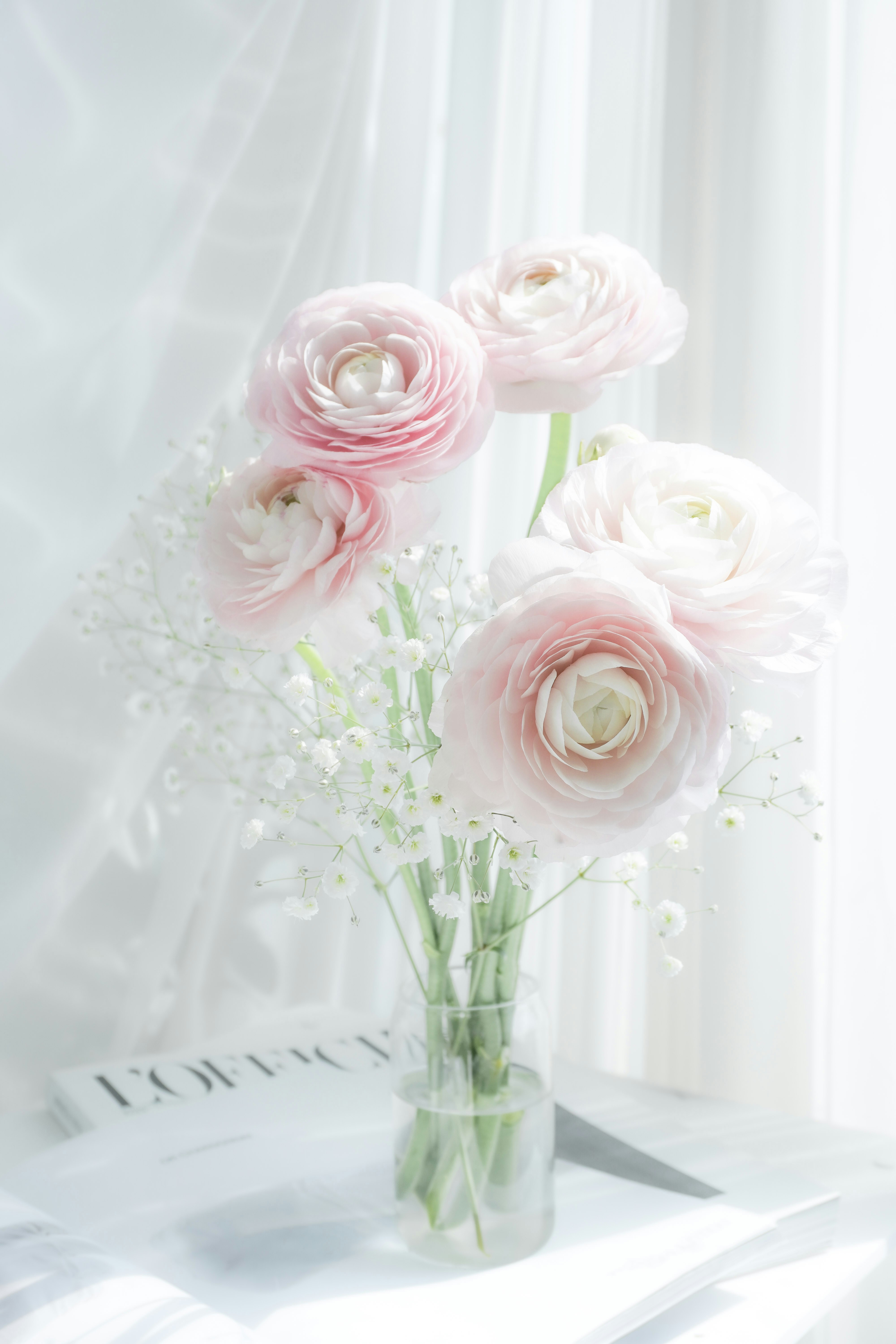 Soft Bloom: Pastel Ranunculus in Morning Light