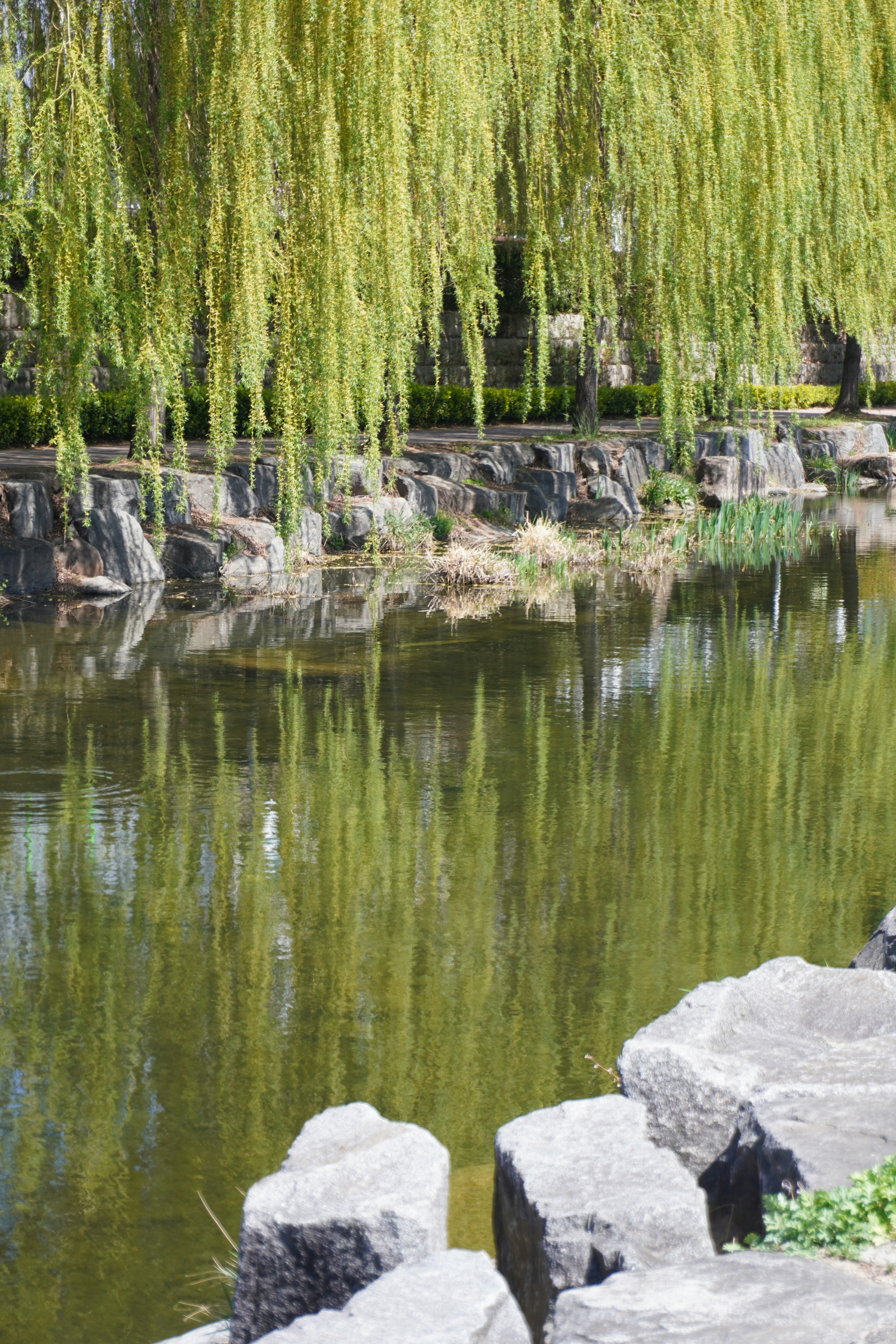Willow Curtain Over Calm Pond