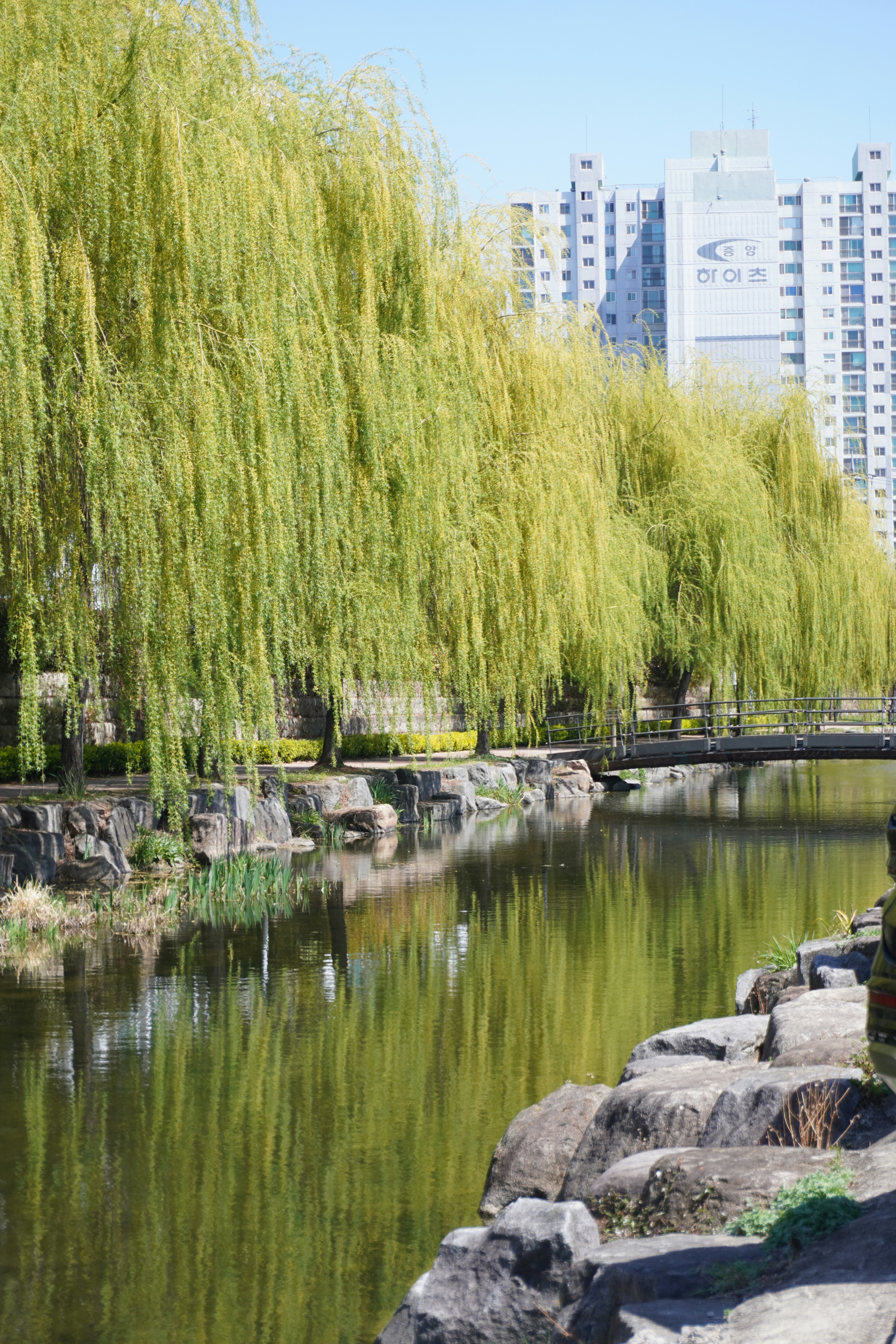 Willow-lined canal with urban backdrop