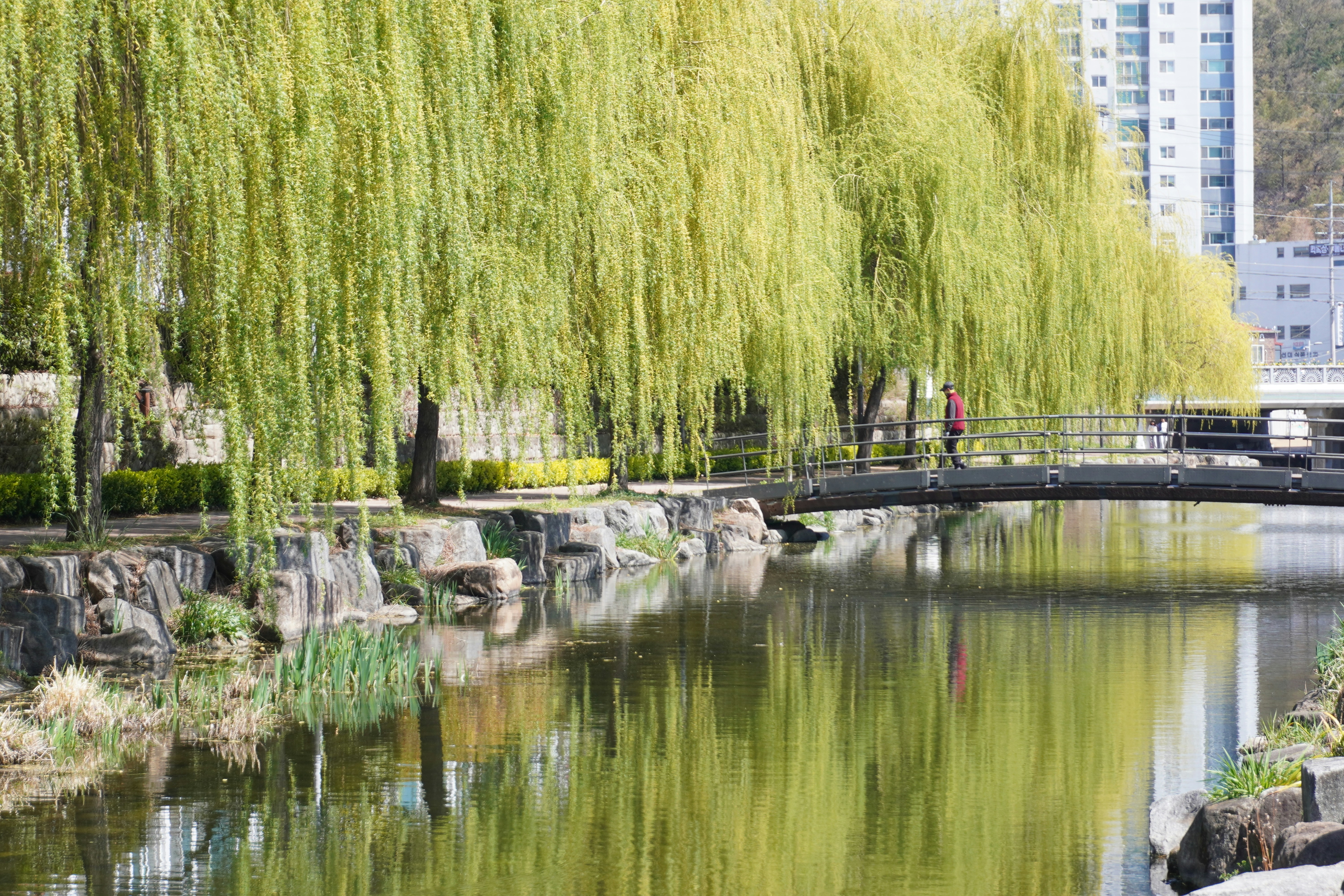 Willow-Fringed Riverside Crossing