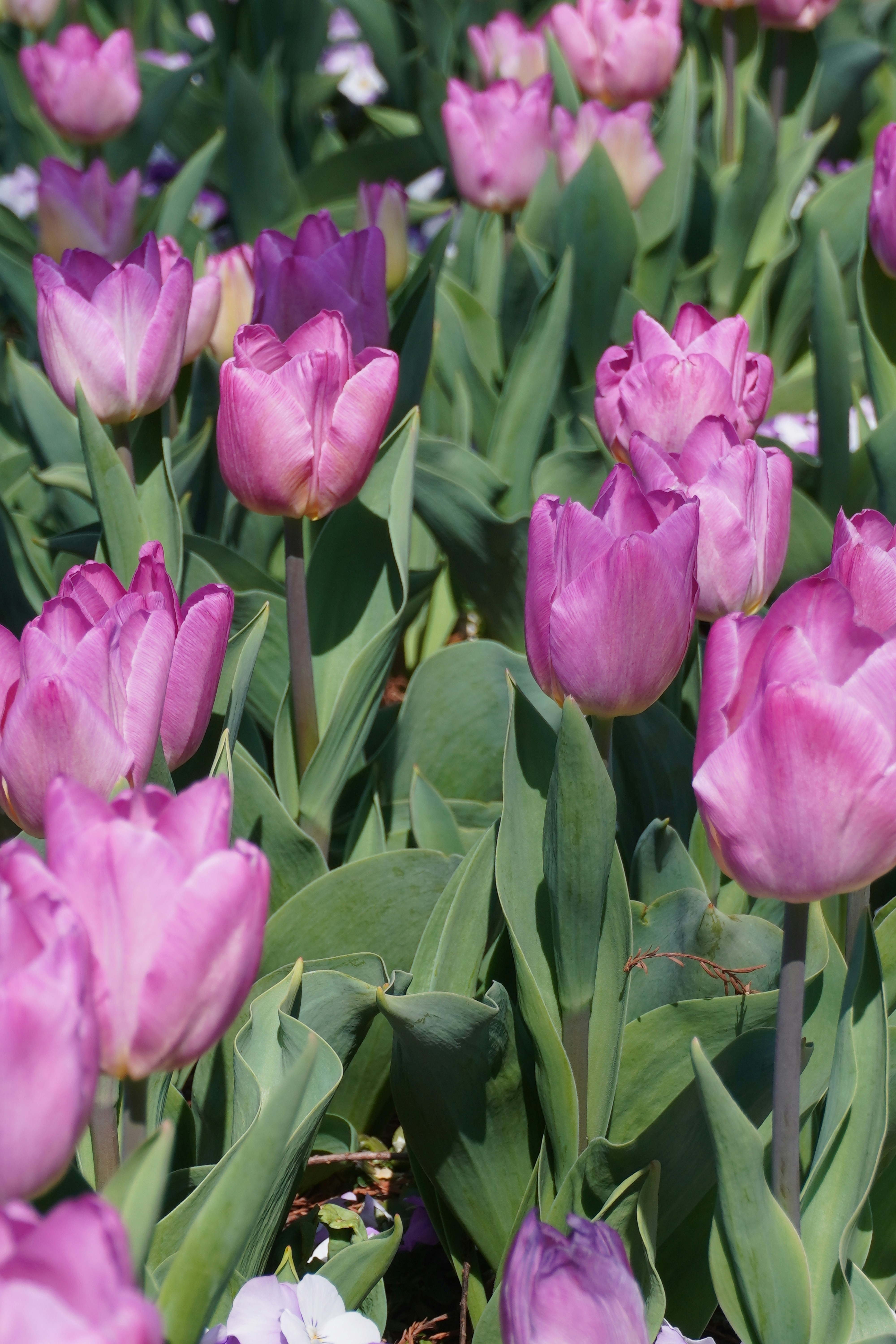 Rose-Tinted Tulips: A Field of Lavender-Pink Blooms in Bright Spring Light
