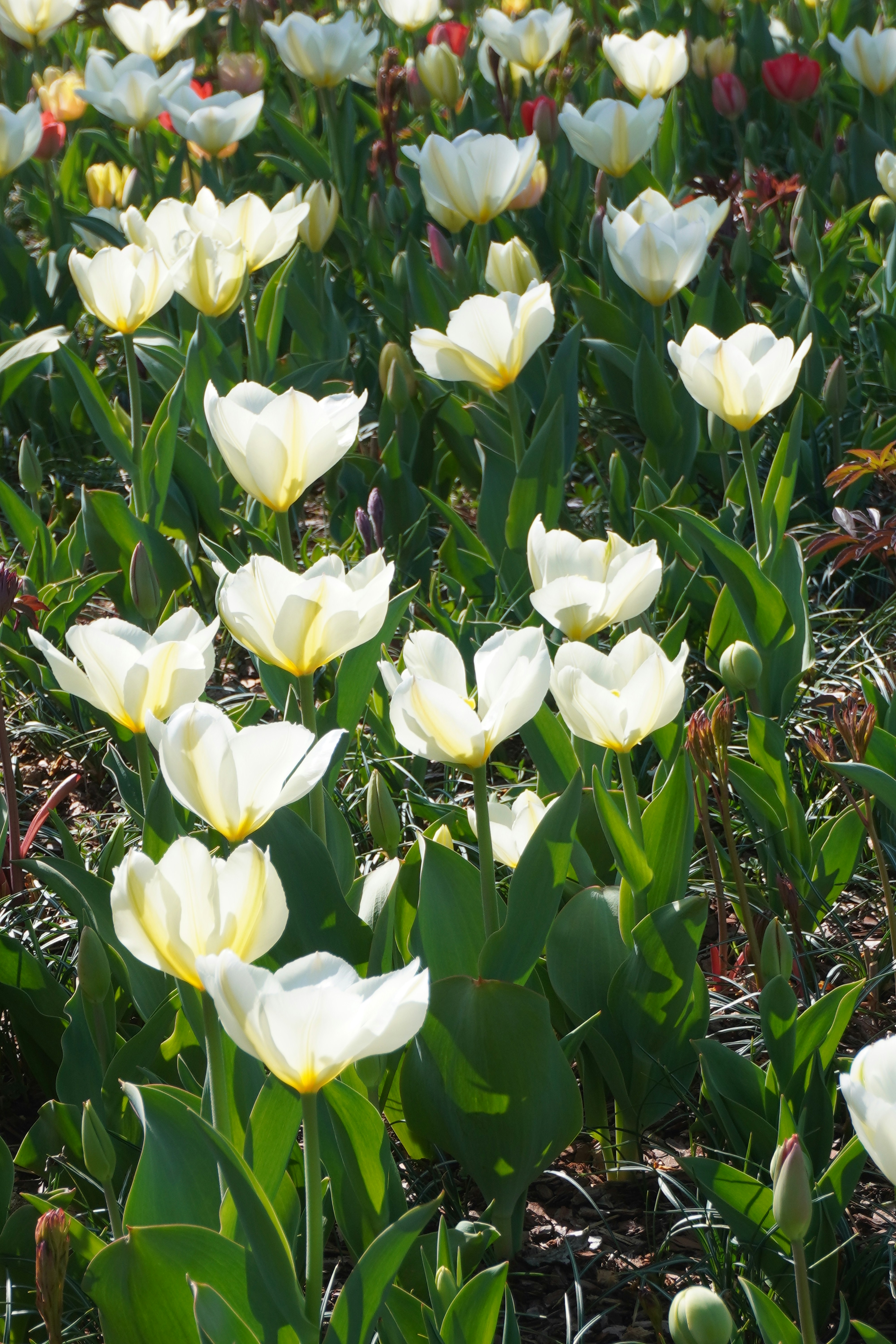 Sunlit Cream Tulips: A Sea of Pale Petals in Spring Light