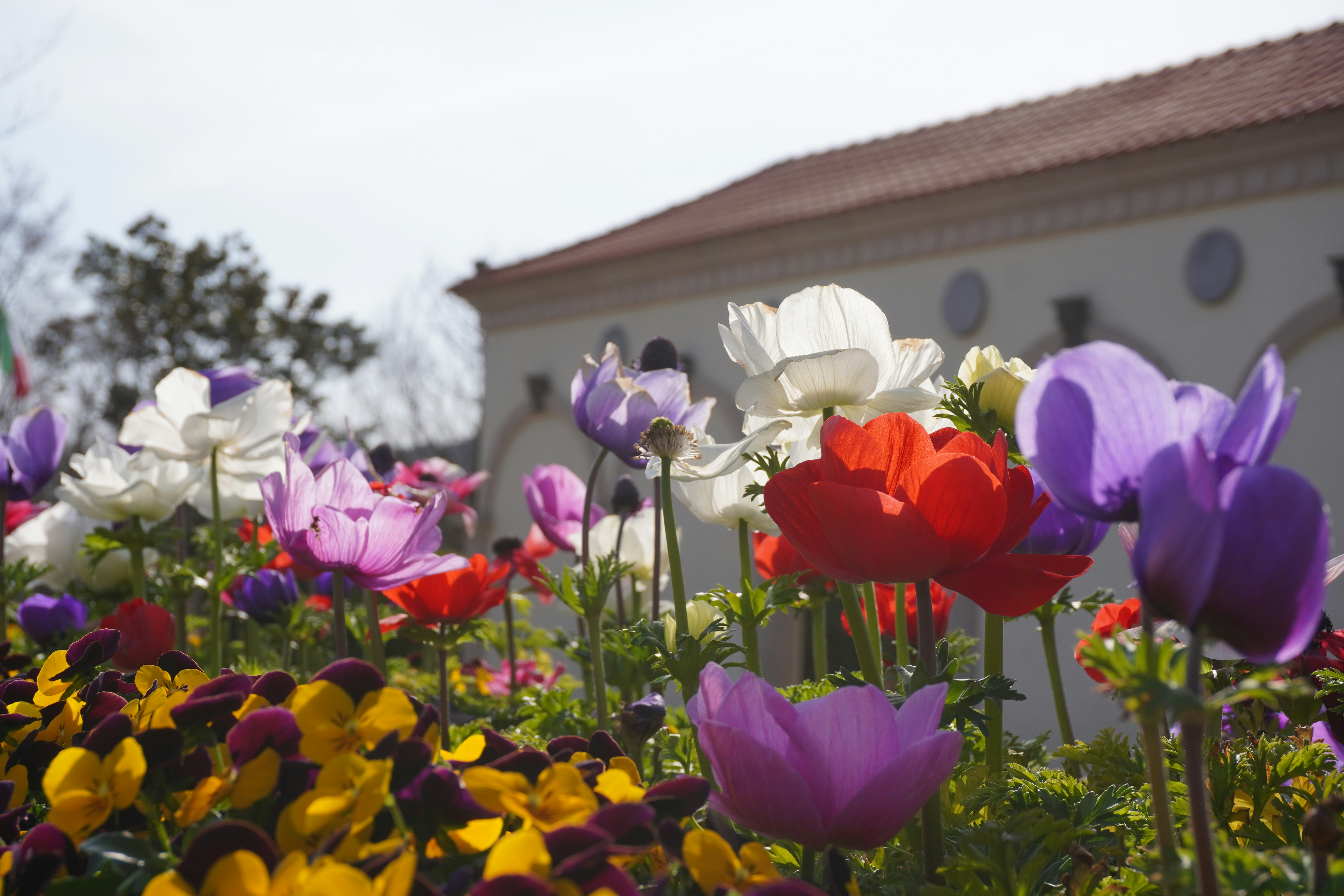 Blooms in Focus: A Sunlit Patchwork of Tulips with a Classical Wall Backdrop