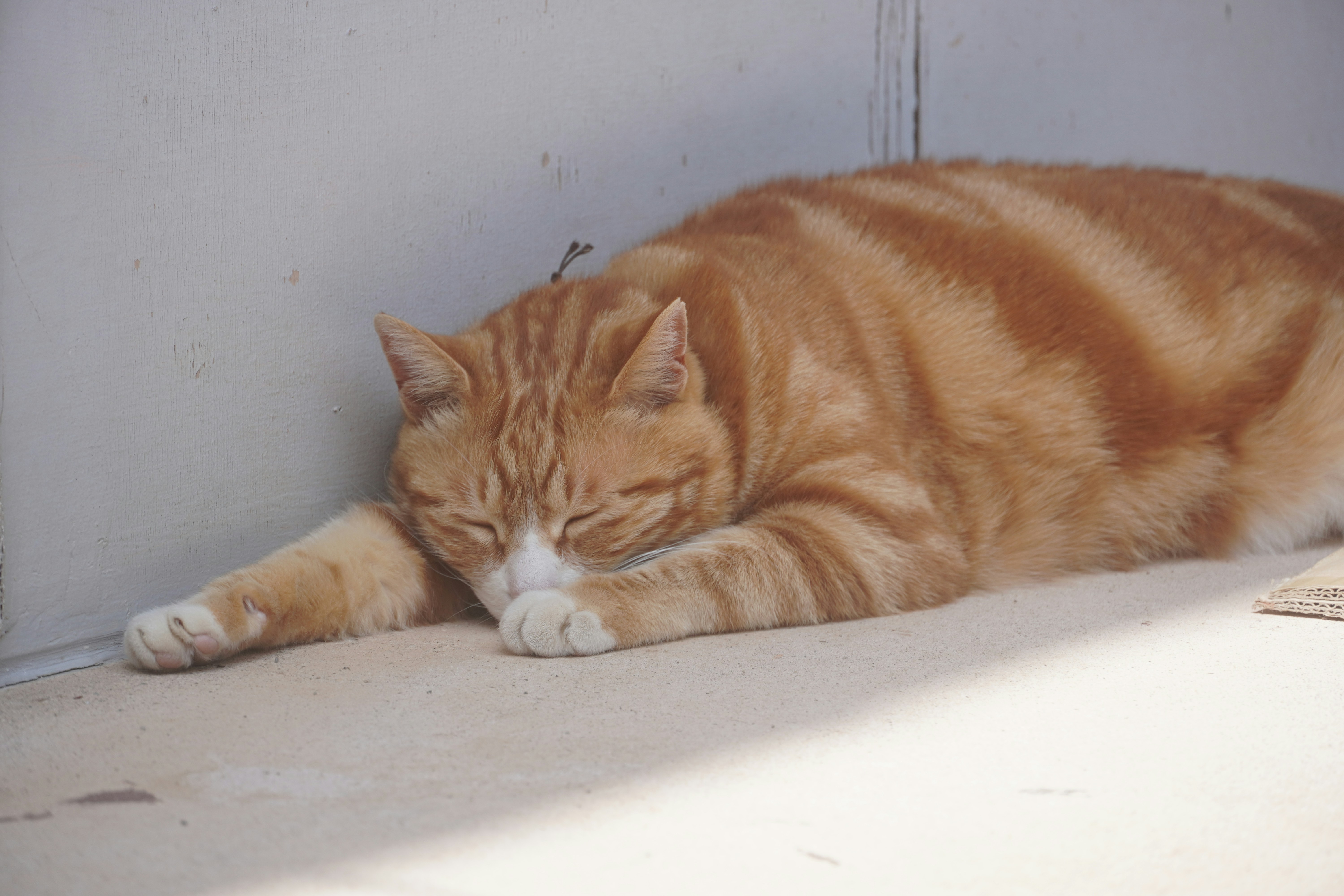 Sunlit Slumber: An Orange Cat Reposes in Quiet Shade