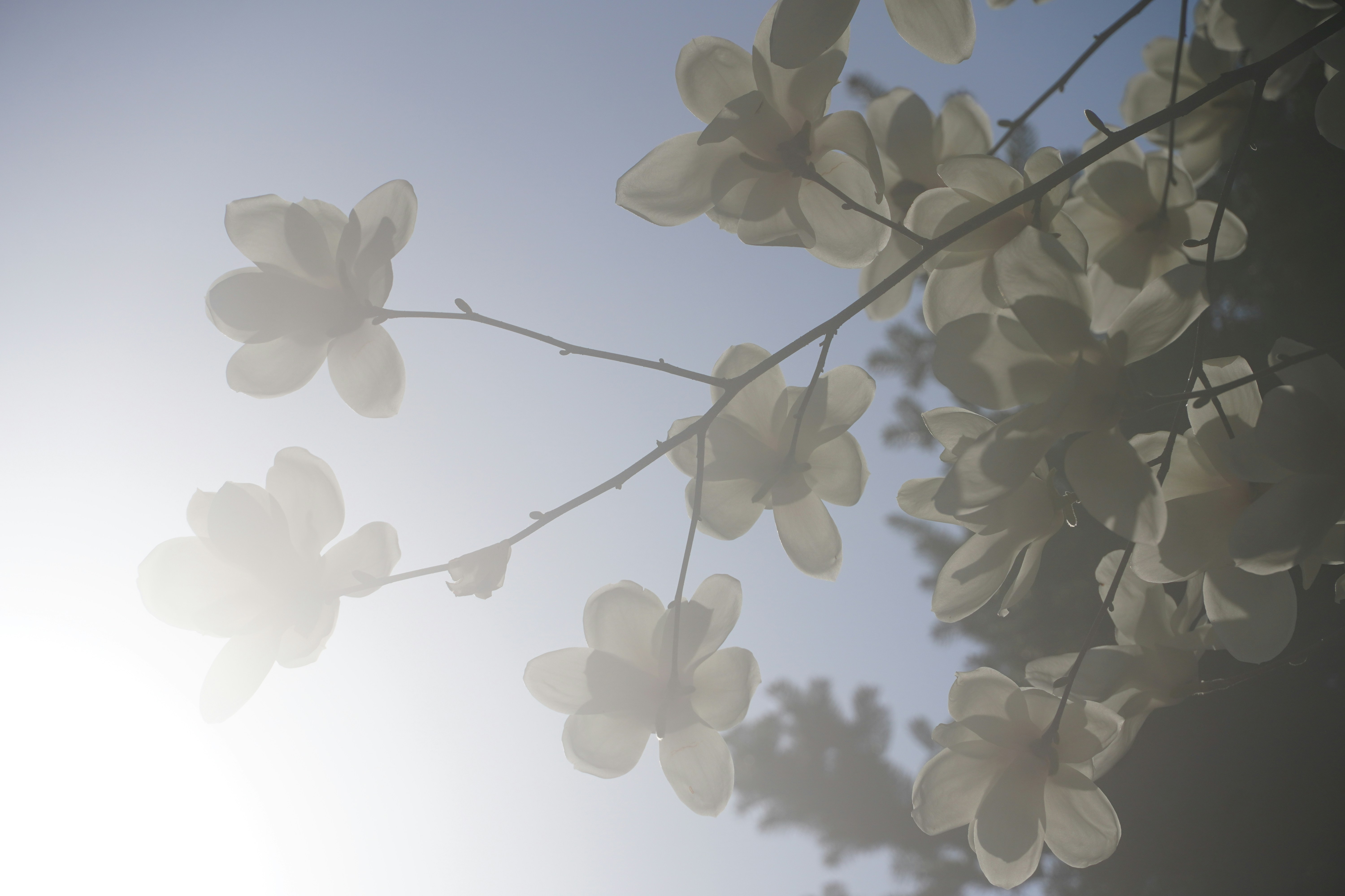 Sunlit Magnolia Glow