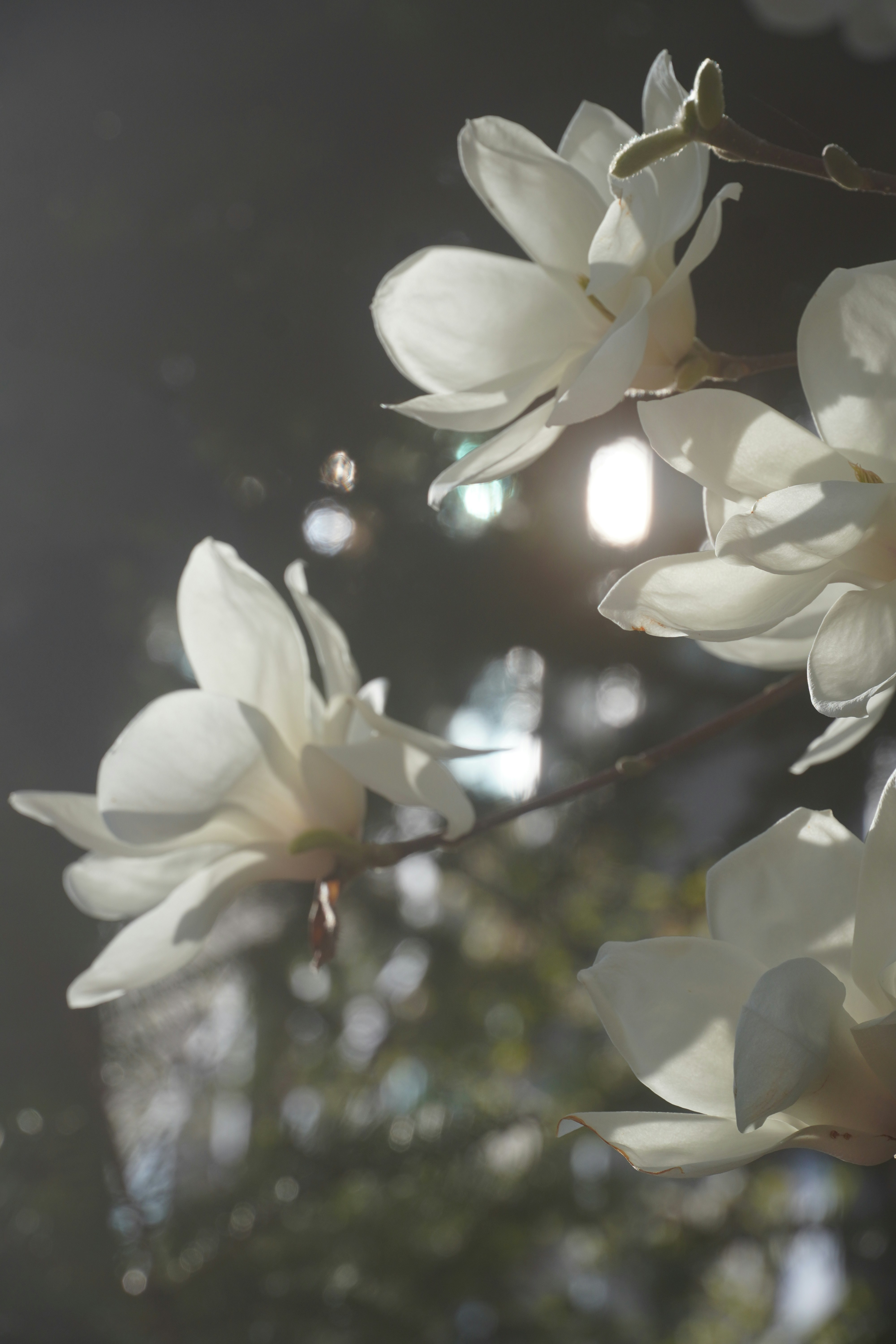 Snow-white Magnolia in Backlit Quiet