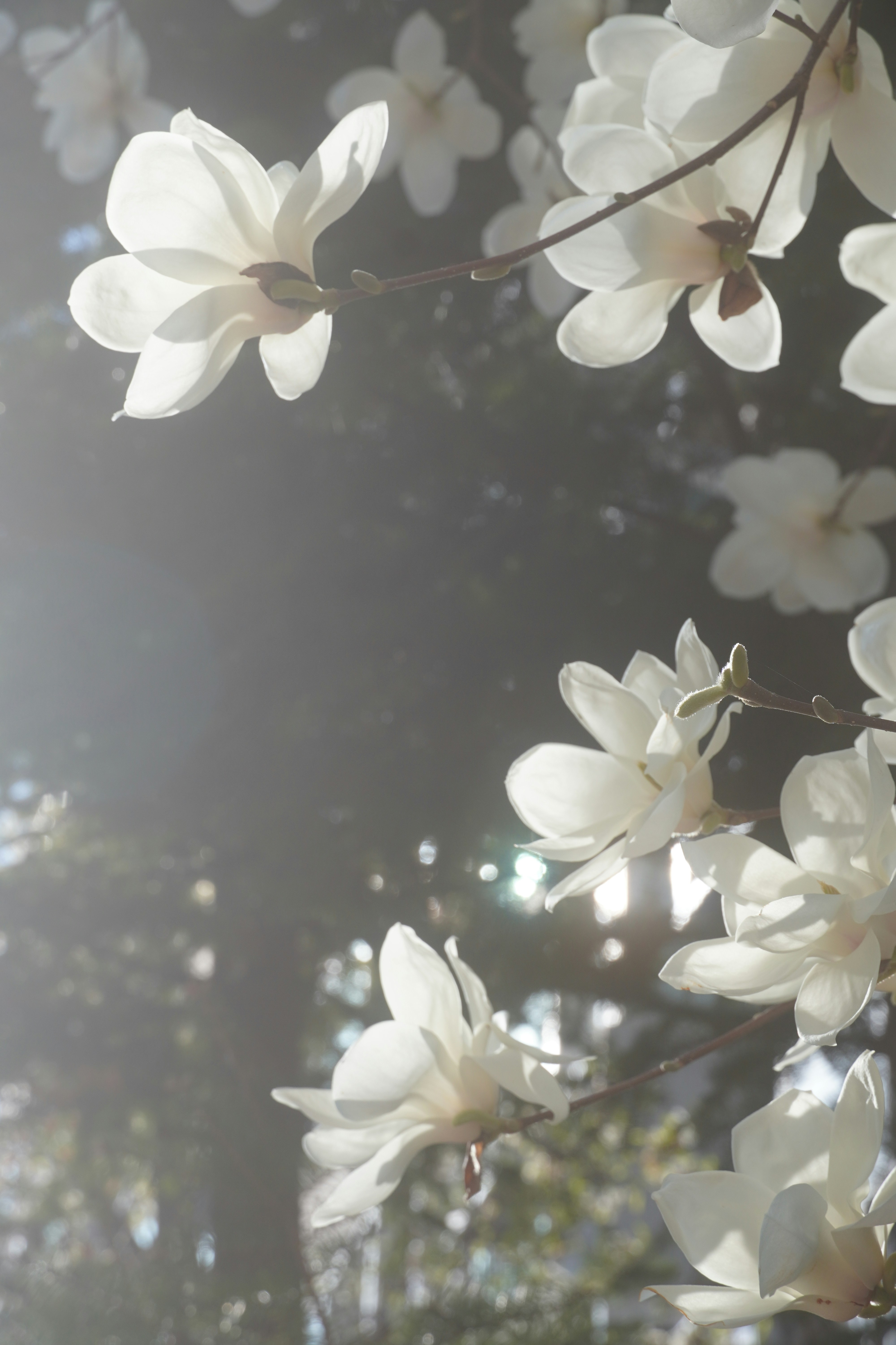 Soft Morning Bloom: White Magnolia Chain in Gentle Backlight