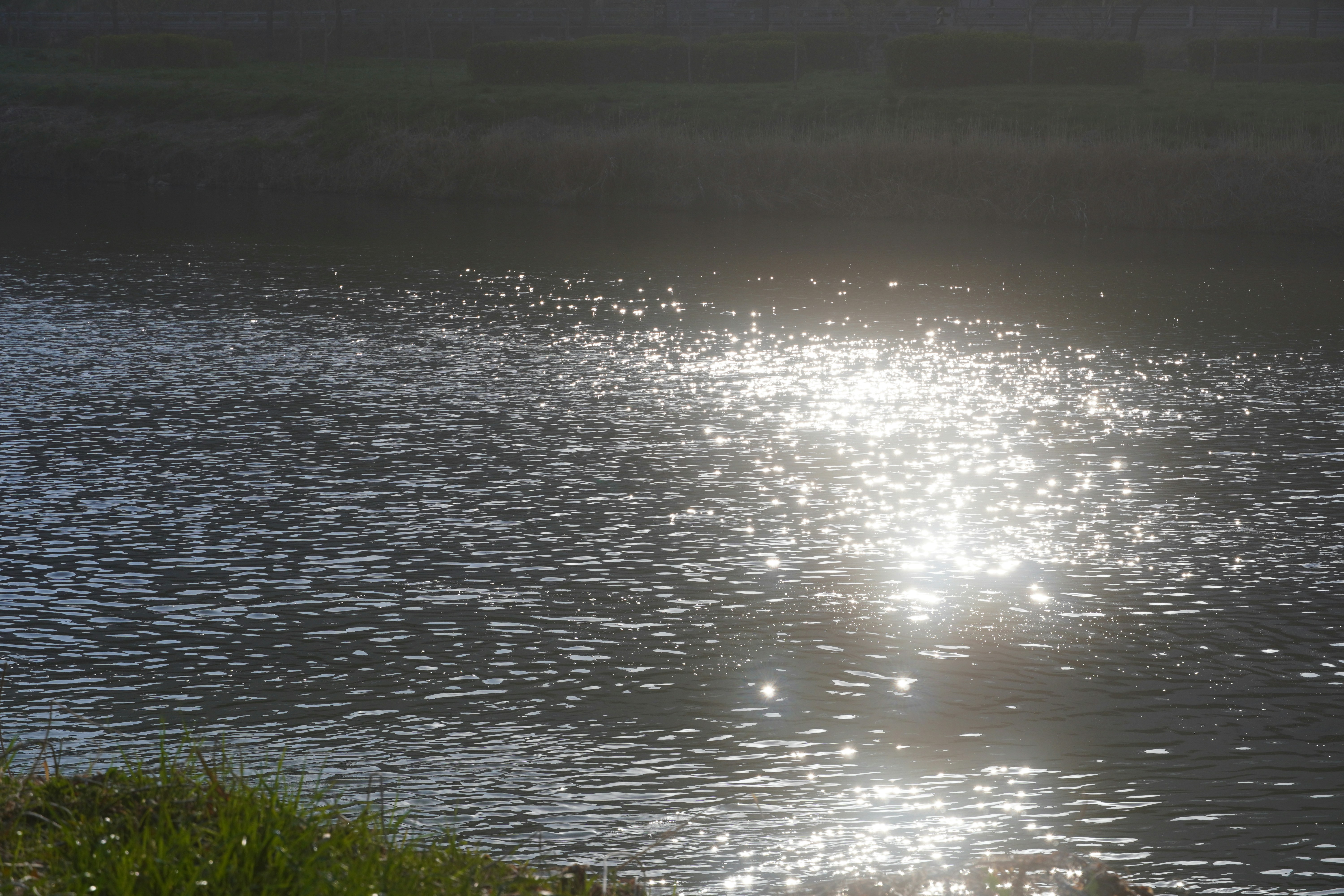 Glinting Shoreline: Sunlit Ripples on Quiet Water