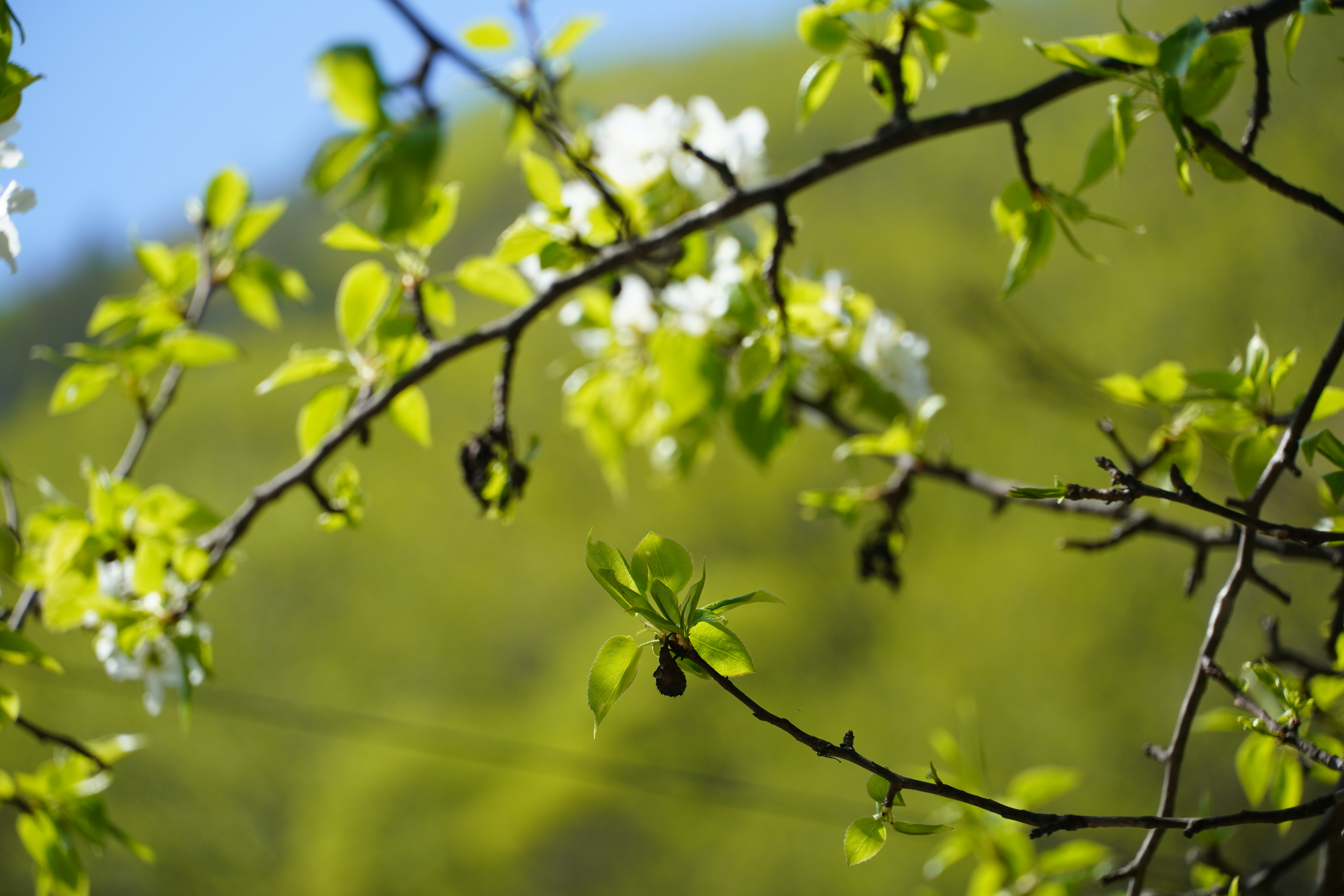 Spring Subtlety: A Branch in Gentle Focus
