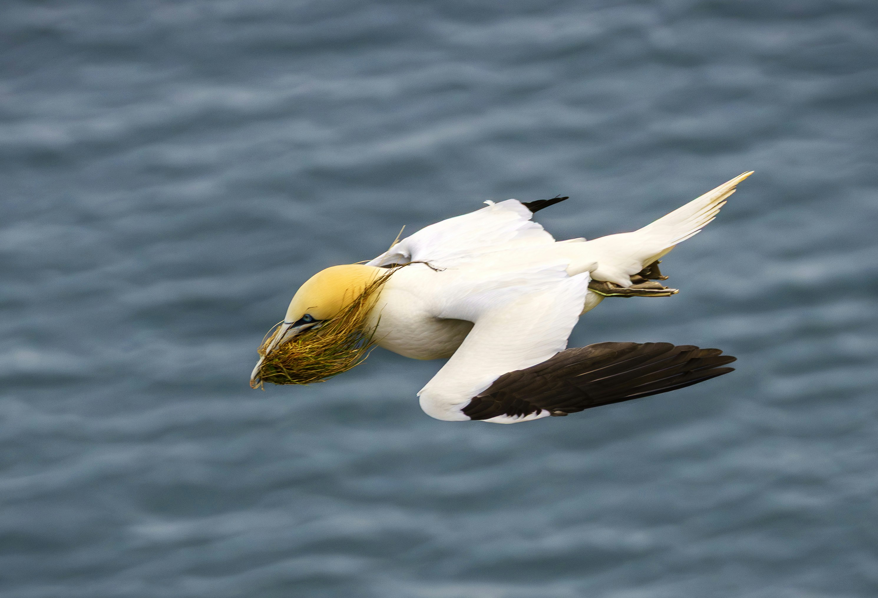 Gliding Albatross: a white wingspan carving through coastal breeze