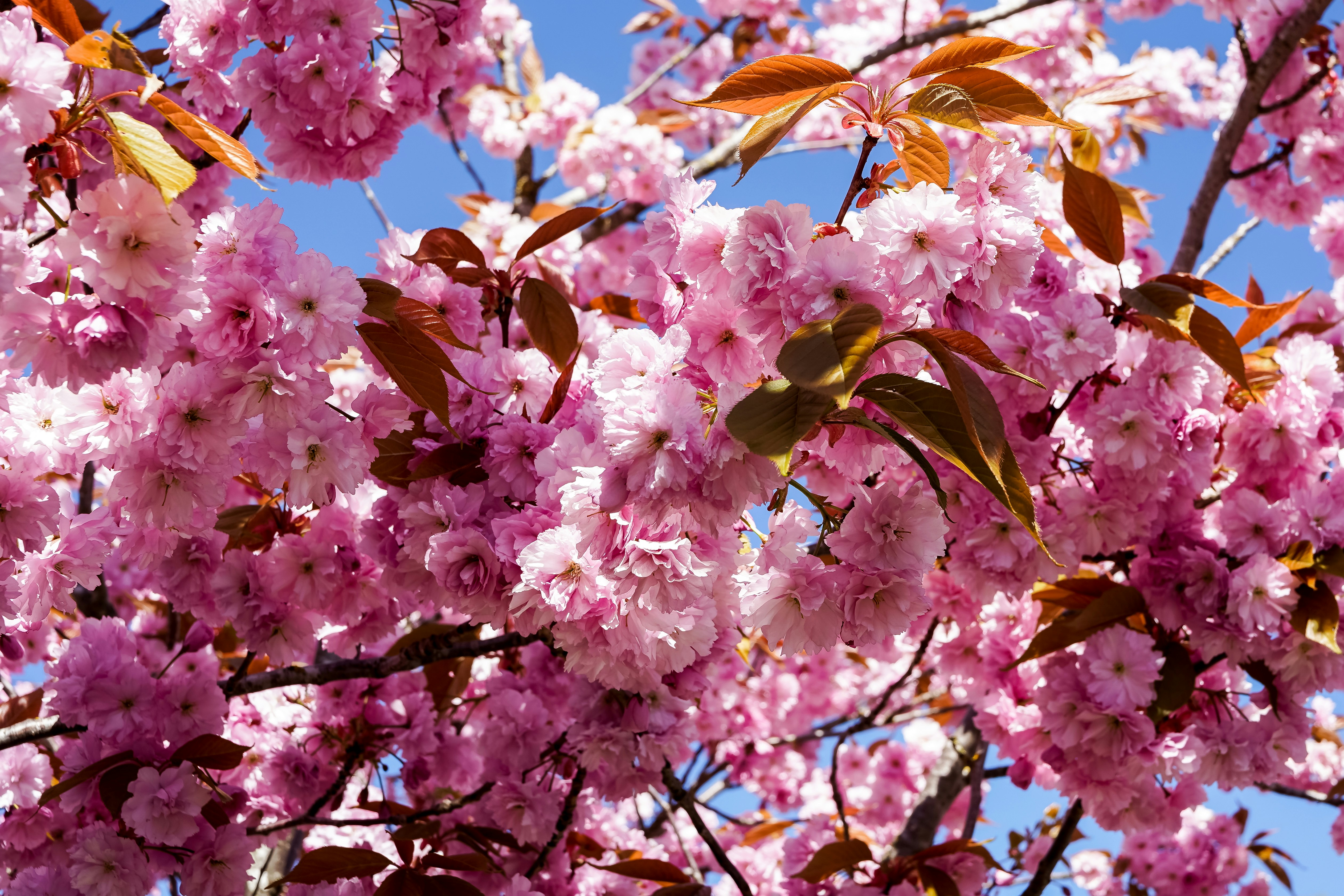 Crimson blossoms under a bright spring sky