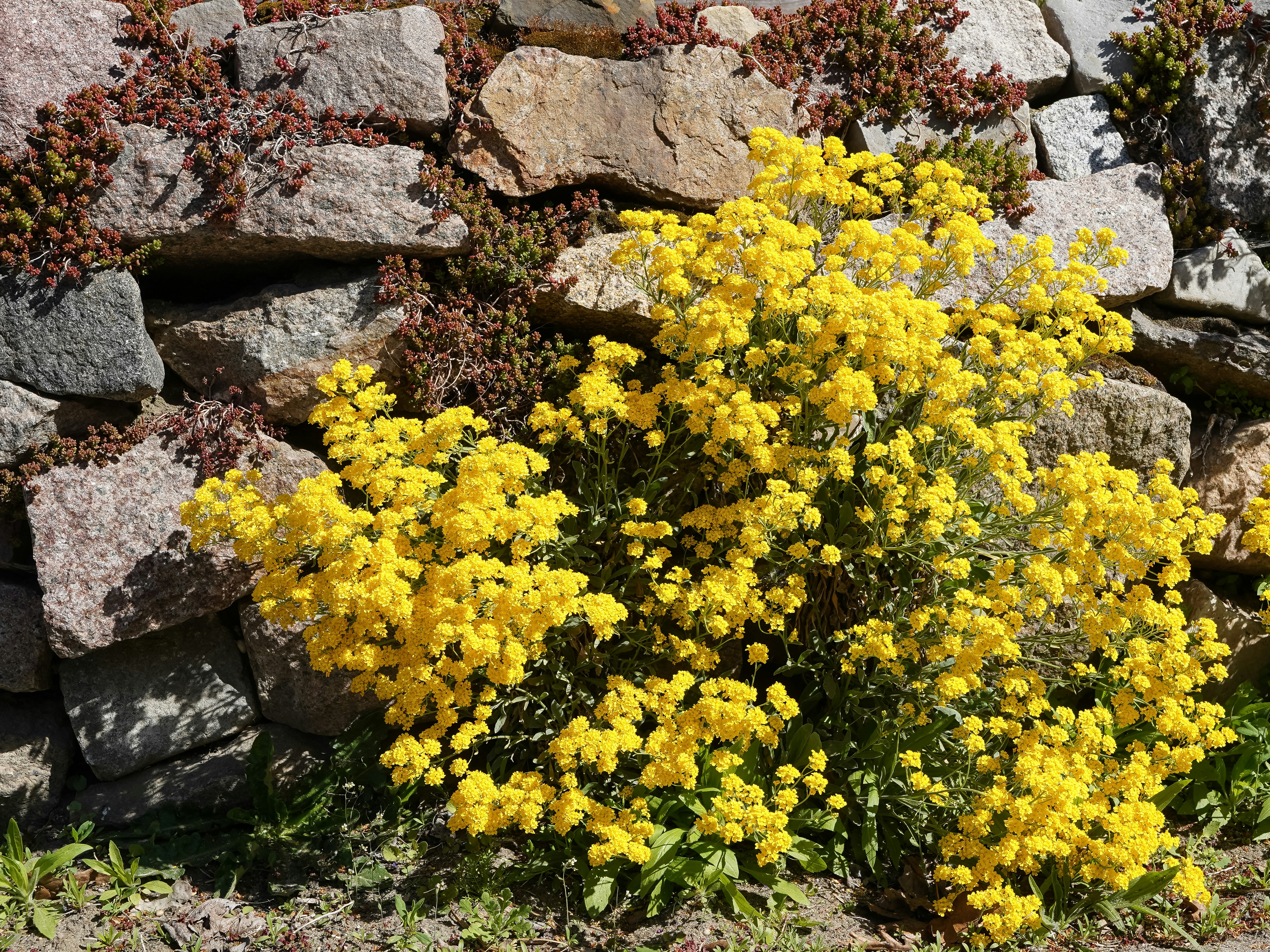 Sunny yellow flowering shrub blooms amid a stone garden wall