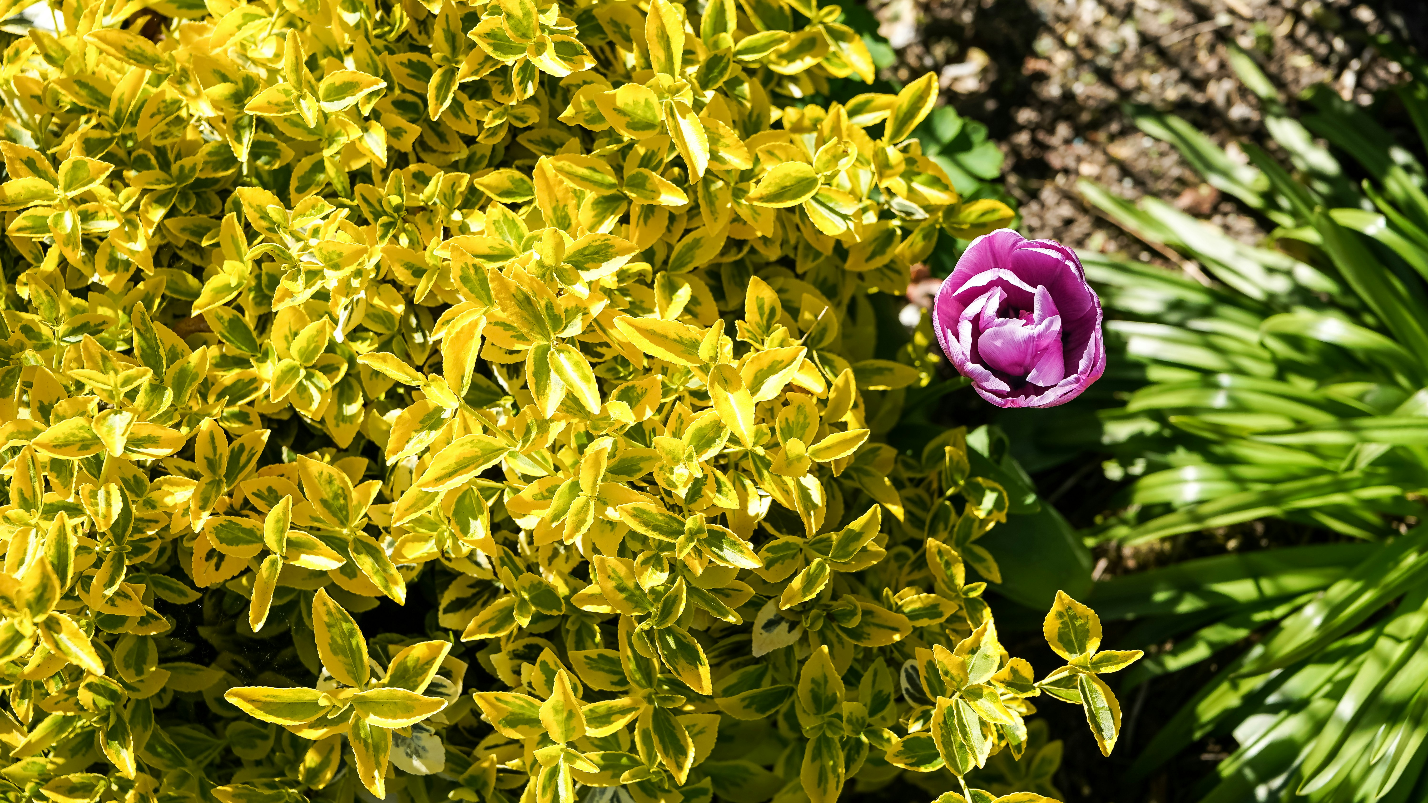 Emerging Pink Tulip Among Golden Shrubs
