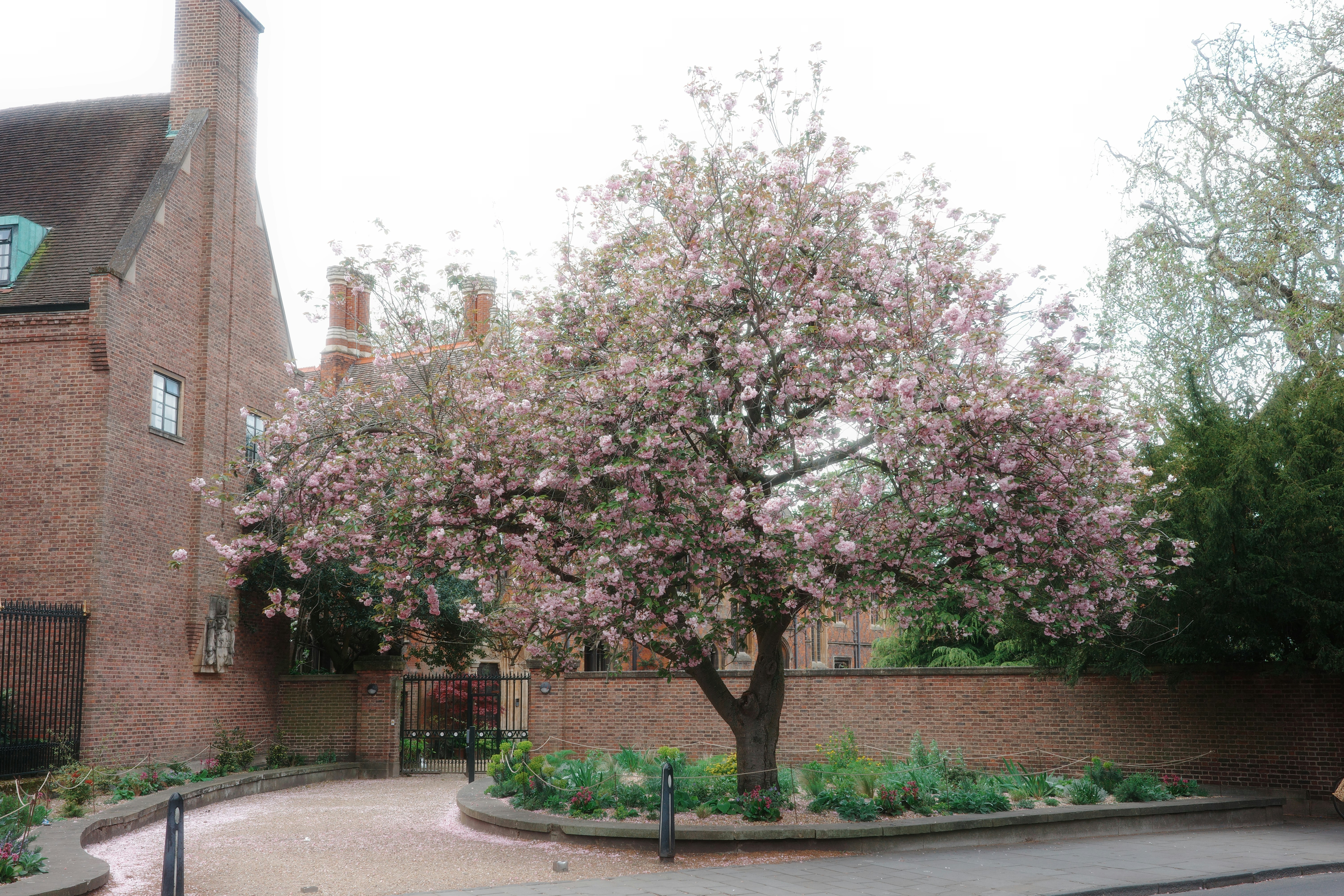 Blossoming Vignette: A Central Cherry-Tree Courtyard