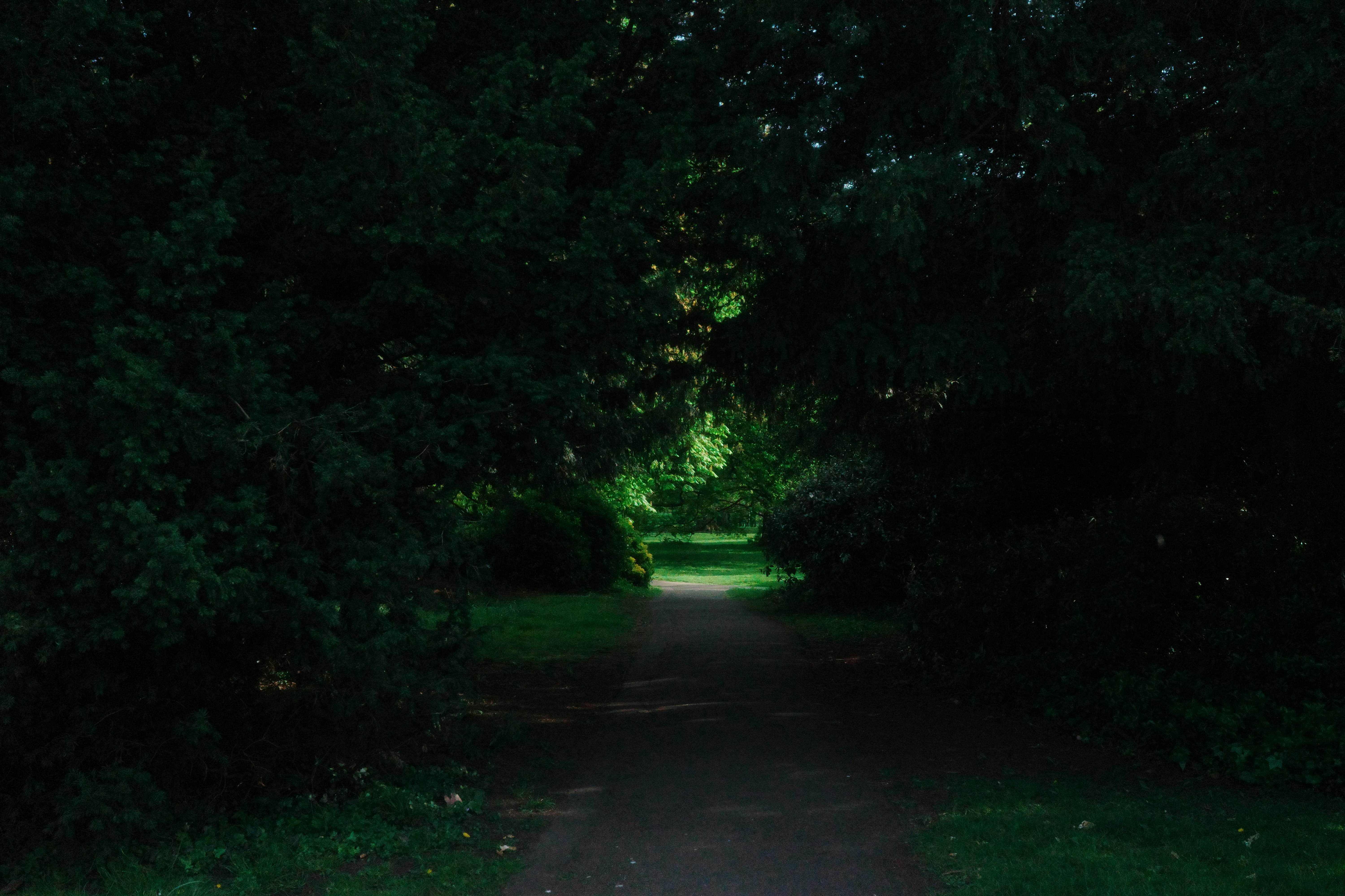 Shaded Parkway: A Green Light at the Forest Corridor