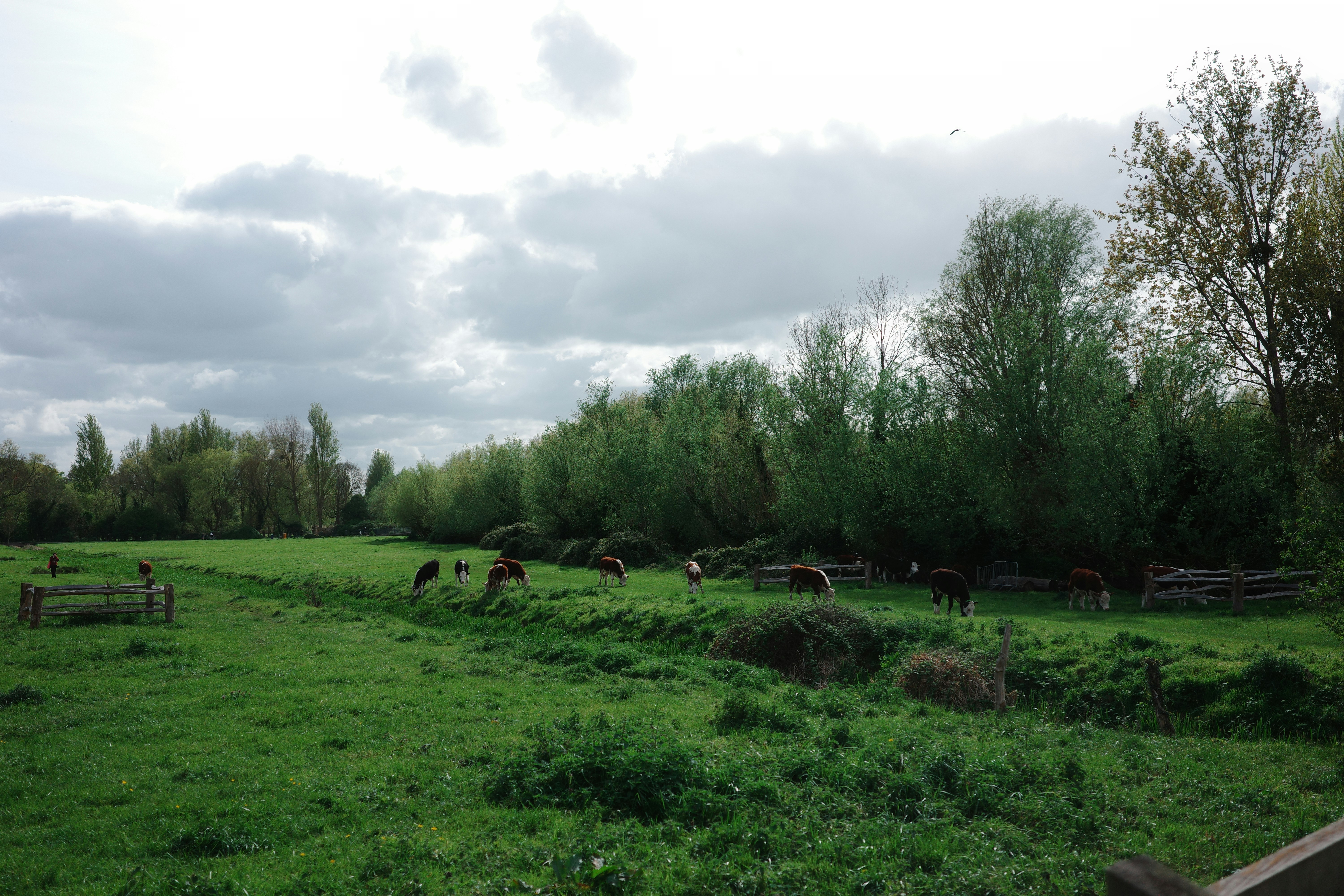 Pasture Chorus: Cows at Dusk on a Lush Green Field