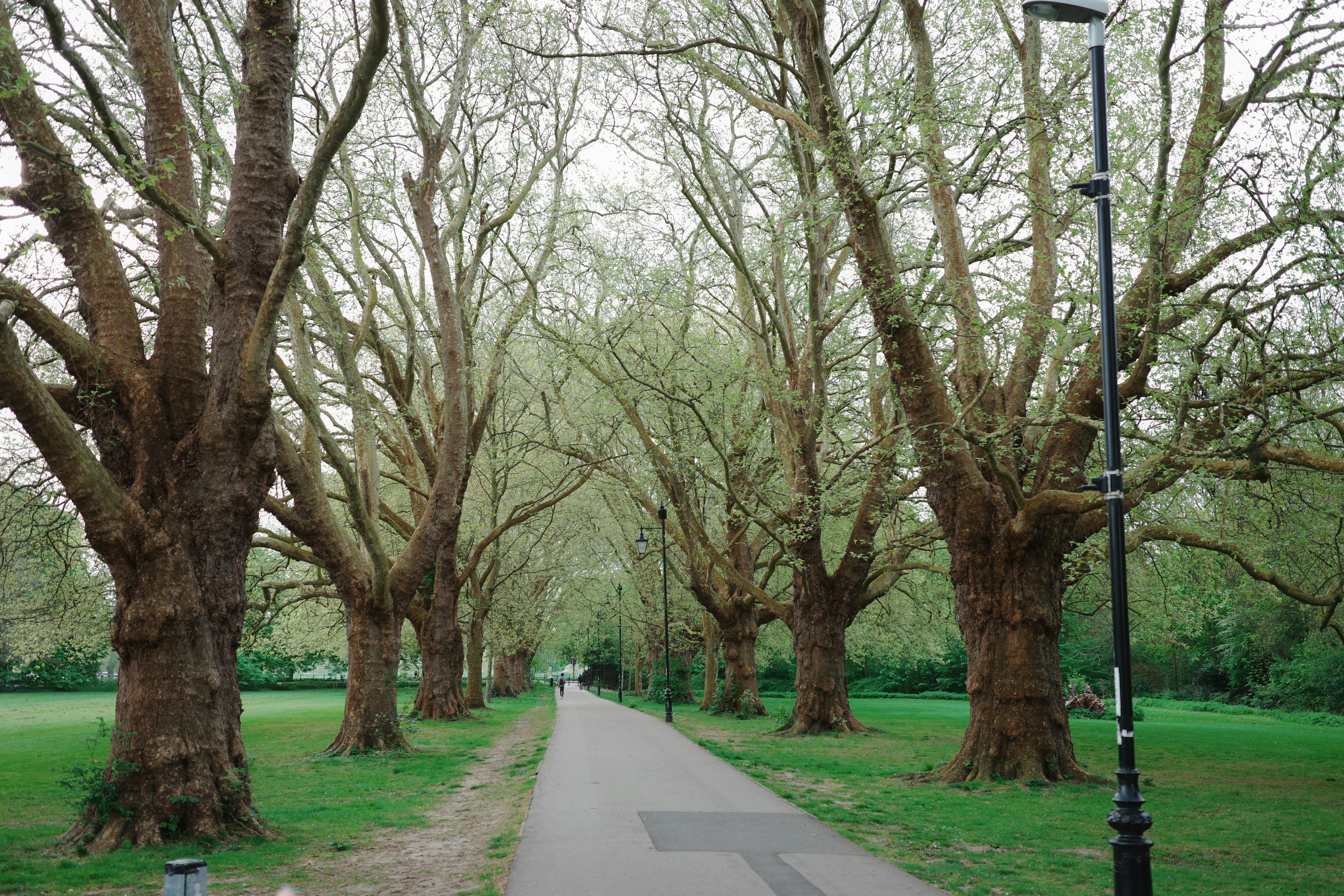 A Dappled Path Through an Ancient Alley of Trees