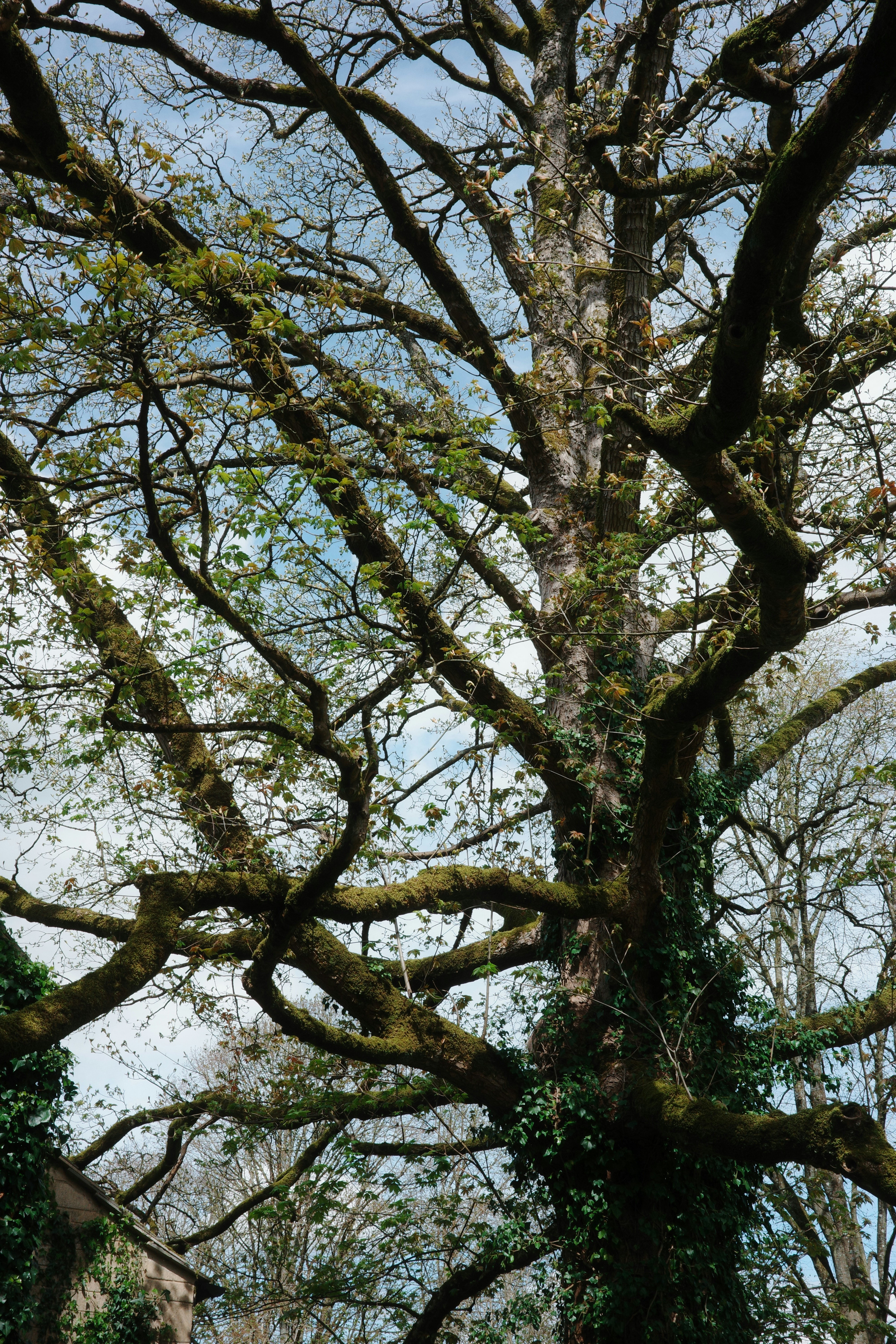 Ancient Oak Crowned by Sky: A Tangled Sentinel of Spring