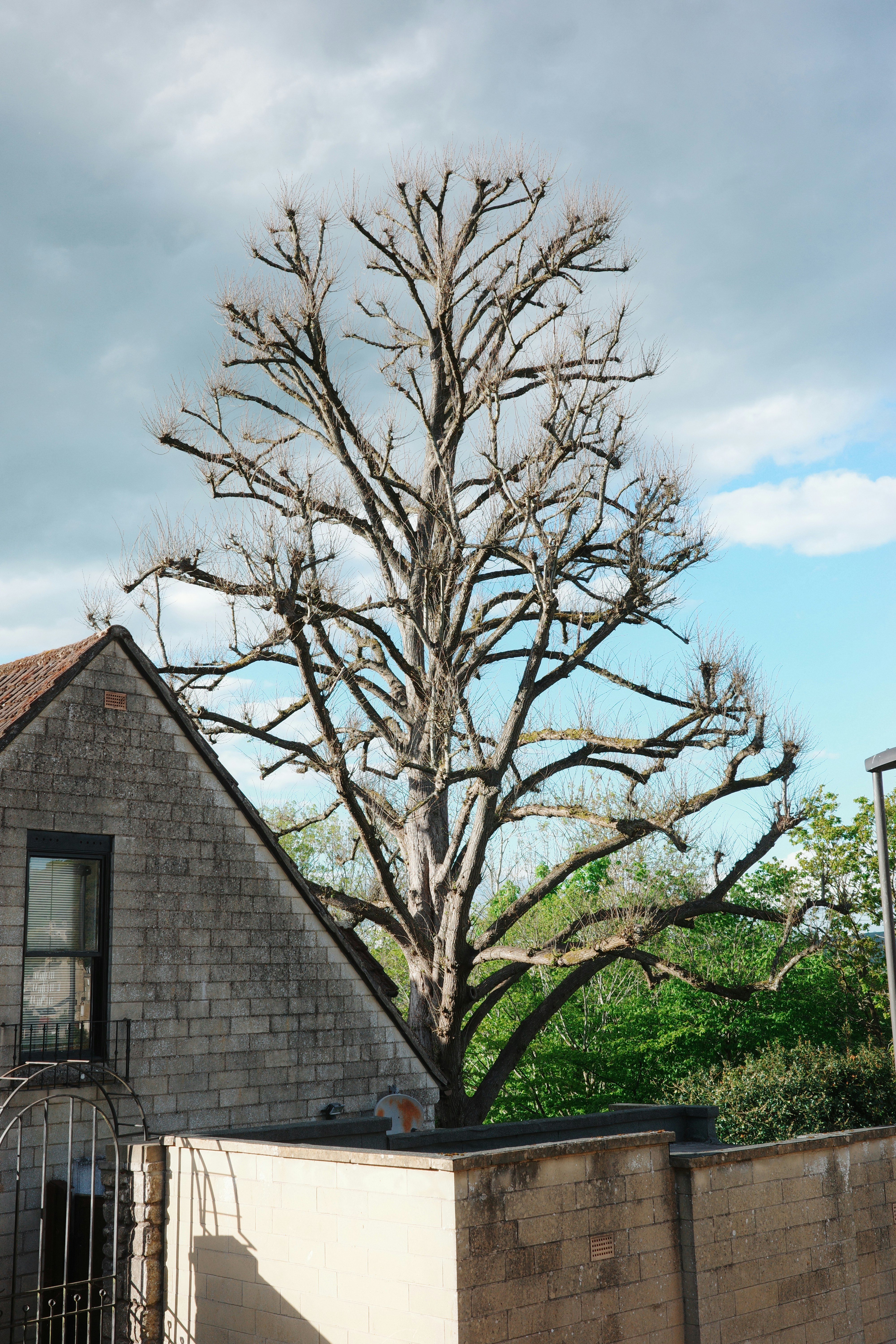 Bare Tree Looms Over a Quiet Courtyard