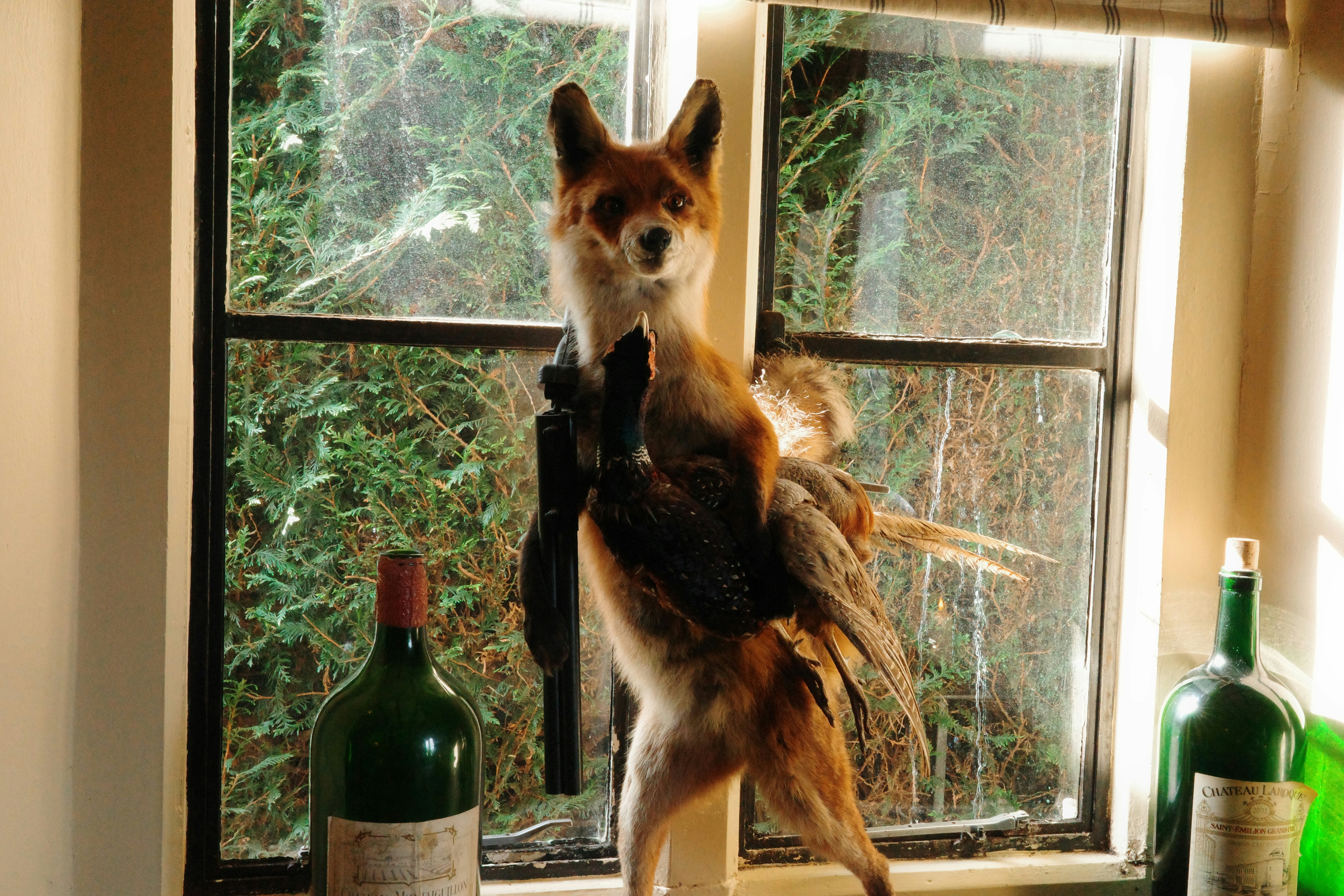 Fox in a Sunlit Window: A Playful Midday Standoff