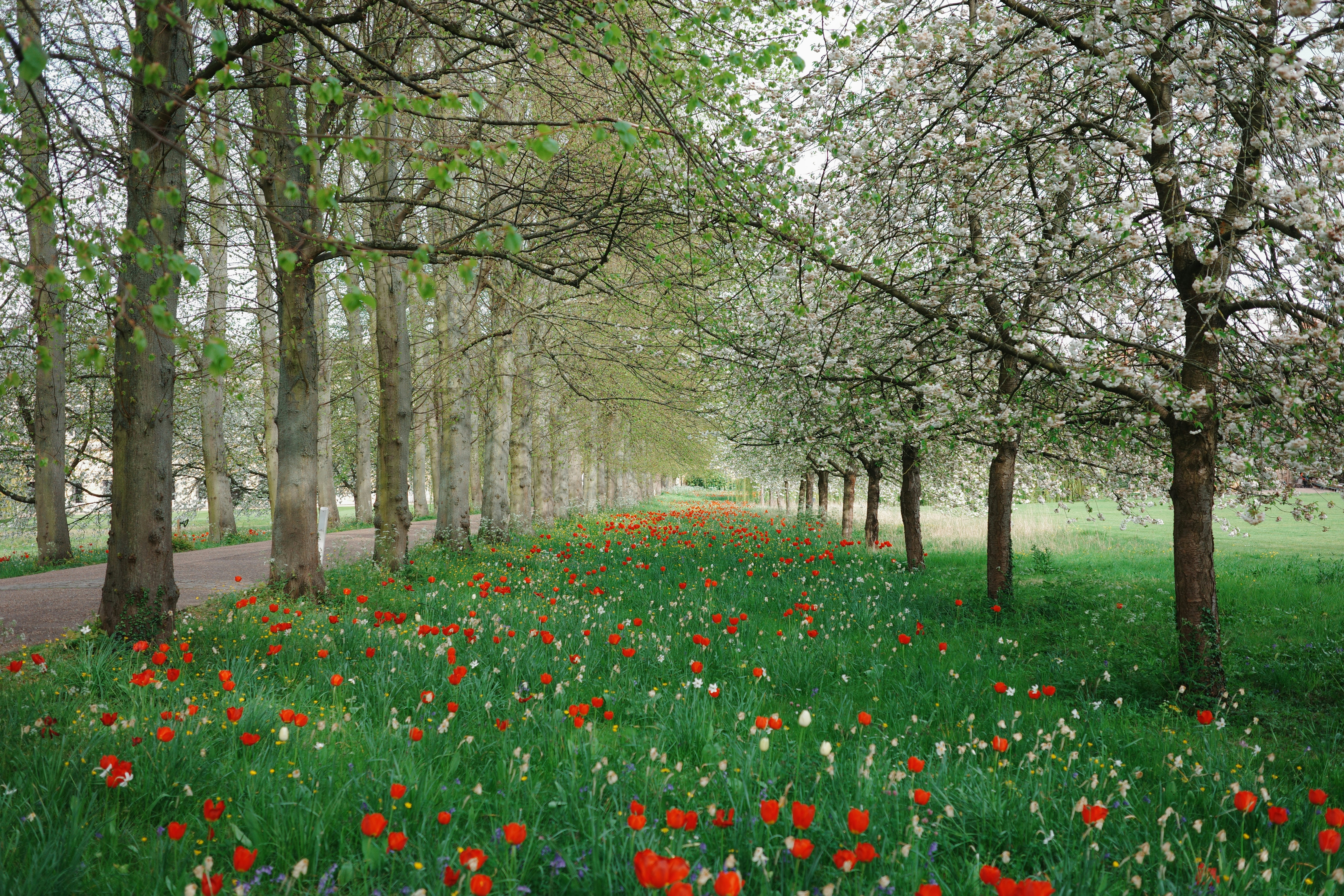 A Boulevard of Blossoms: Rows of Trees and a Carpet of Poppies