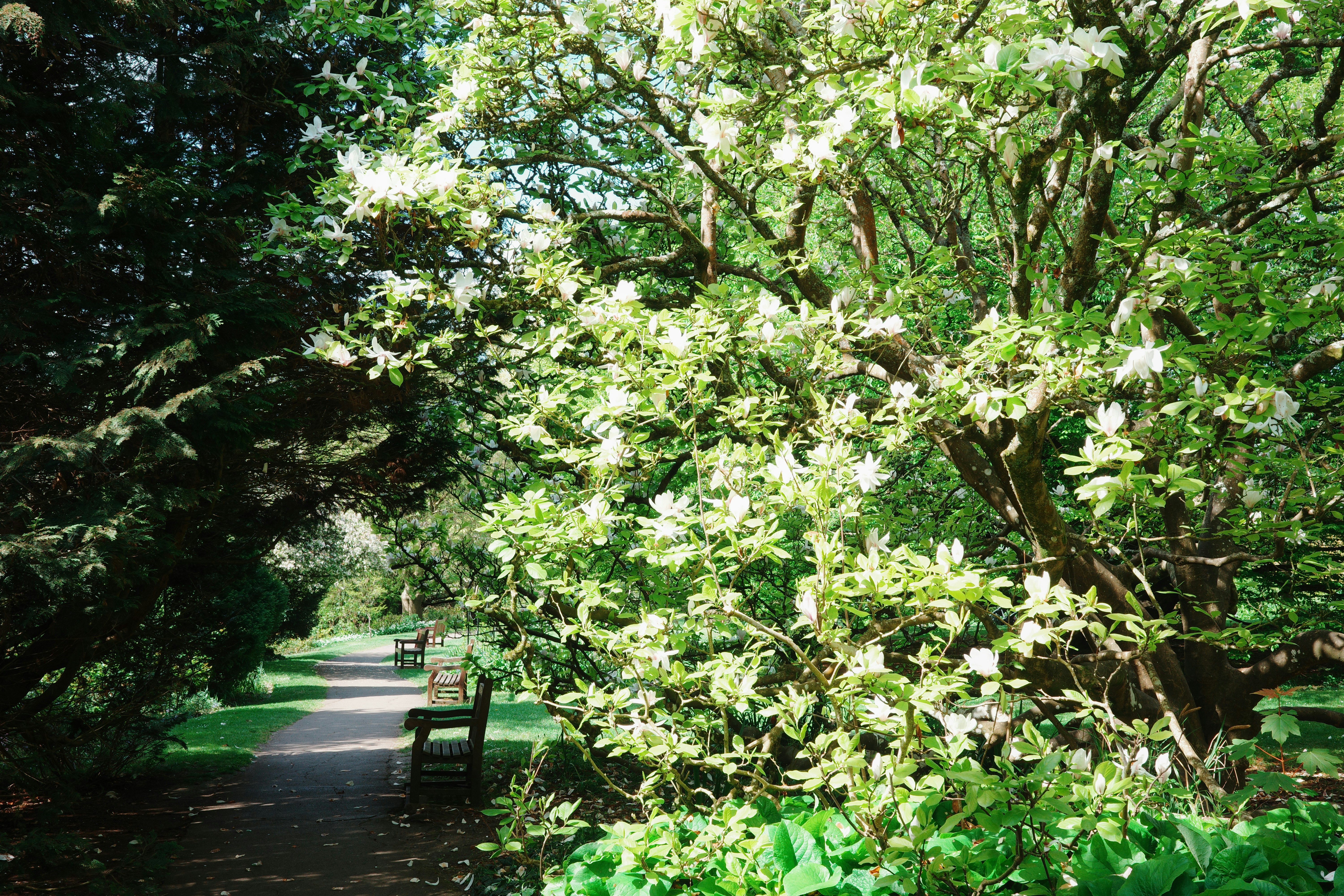 Sunlit Path Through Green Canopy