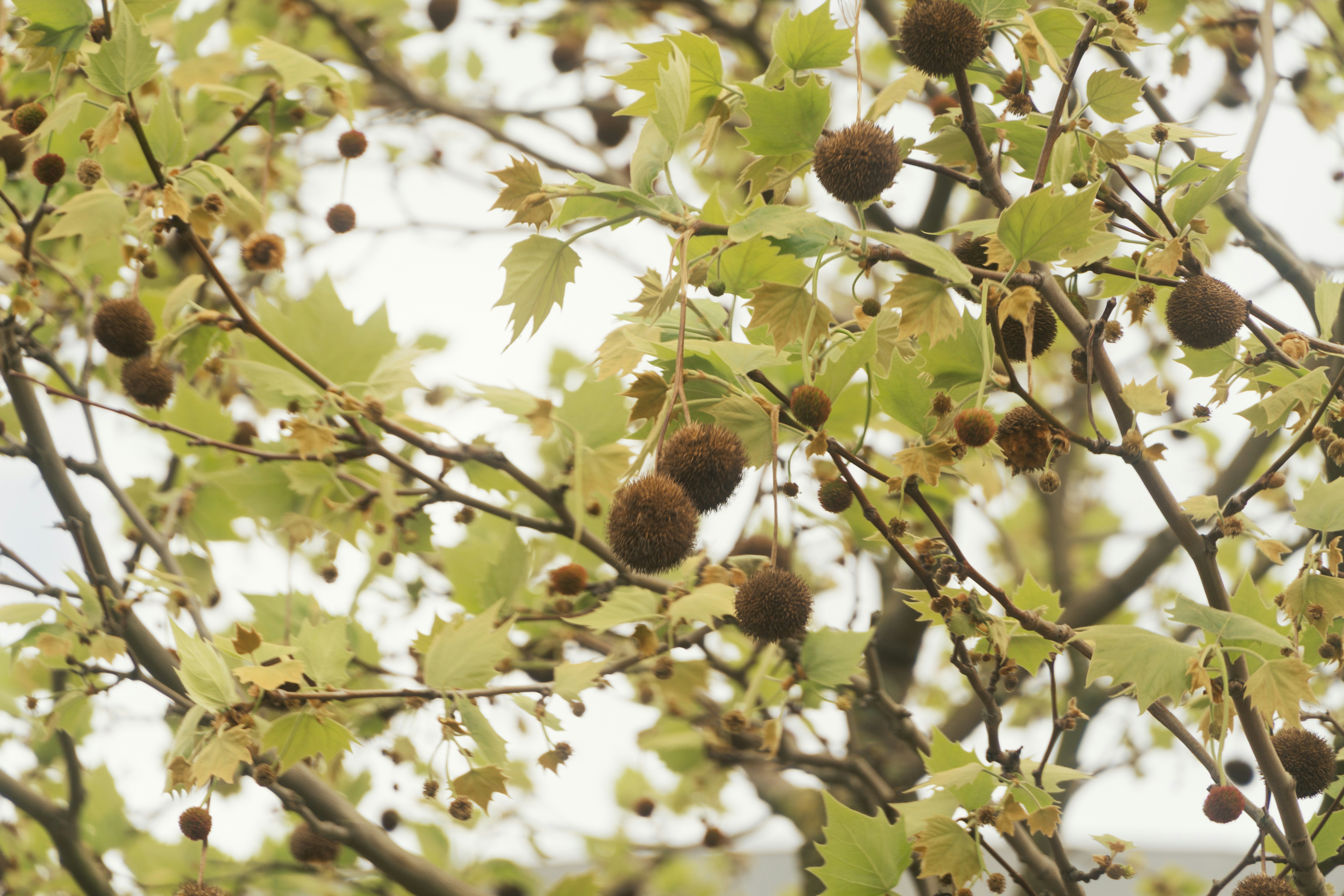 Spherical Chestnuts Adrift in a Sunlit Canopy