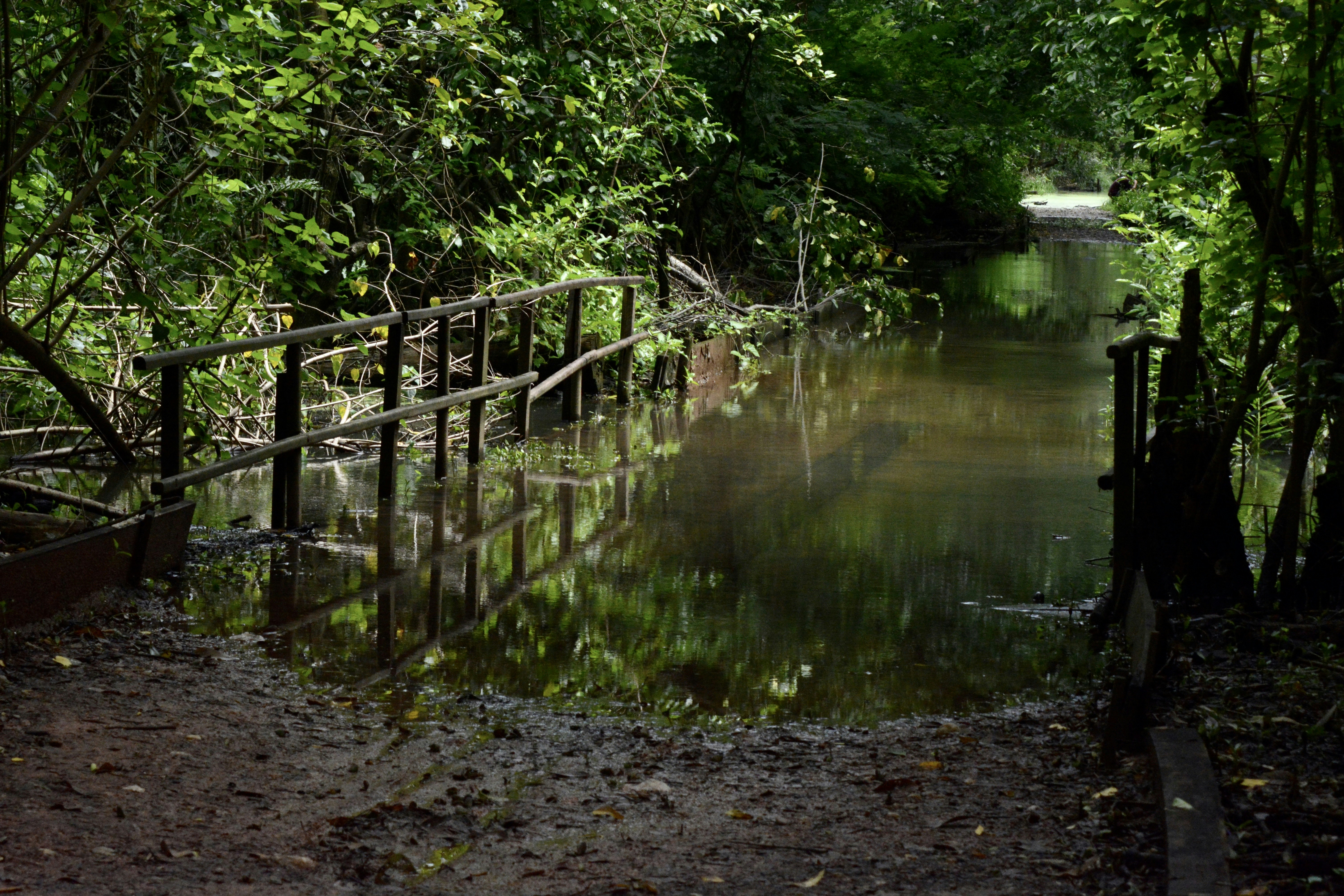Flooded Riverside Lane Beneath a Canopy