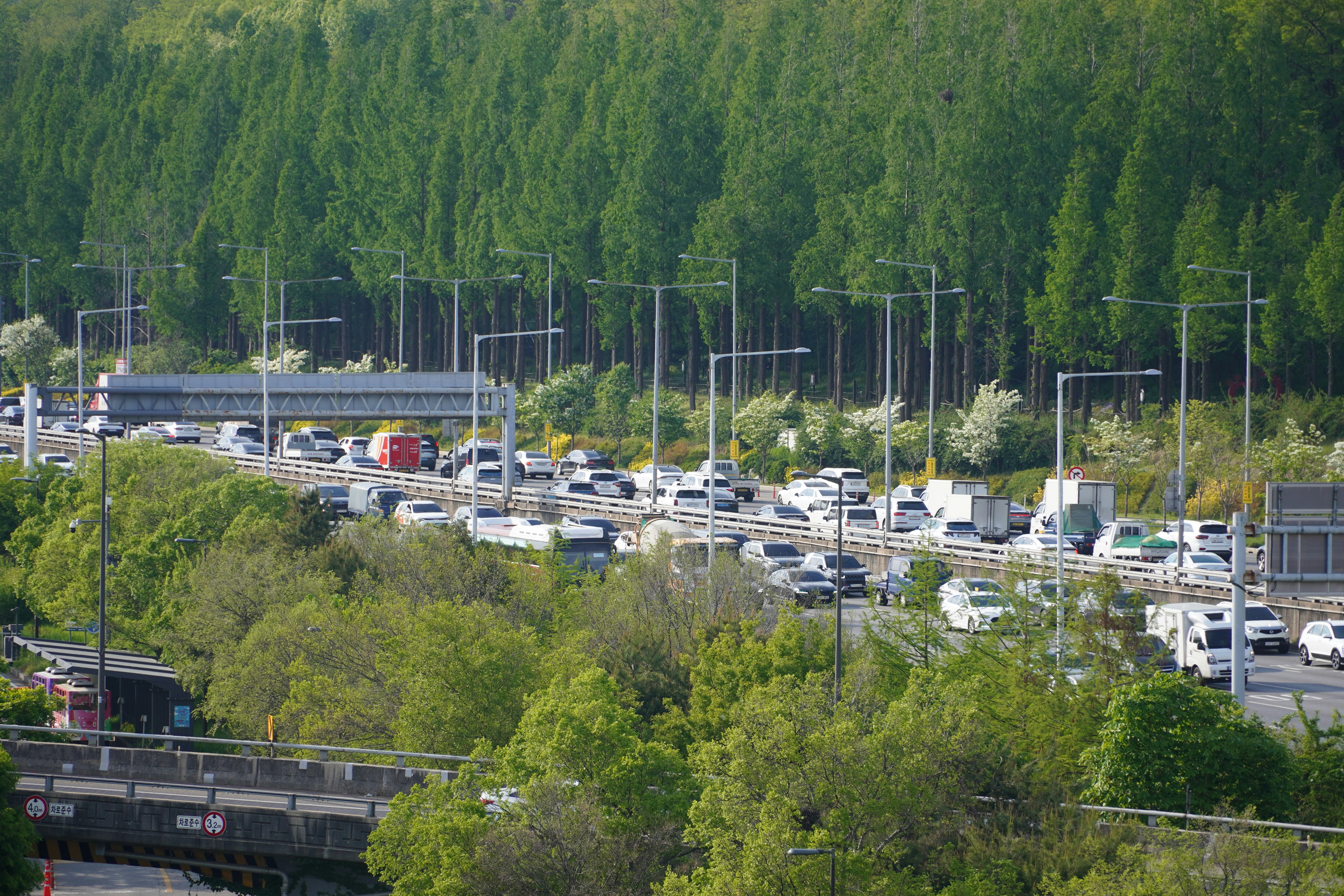 Highway Corridor Aglow: Cars in a Wall of Traffic Beneath a Green Canopy