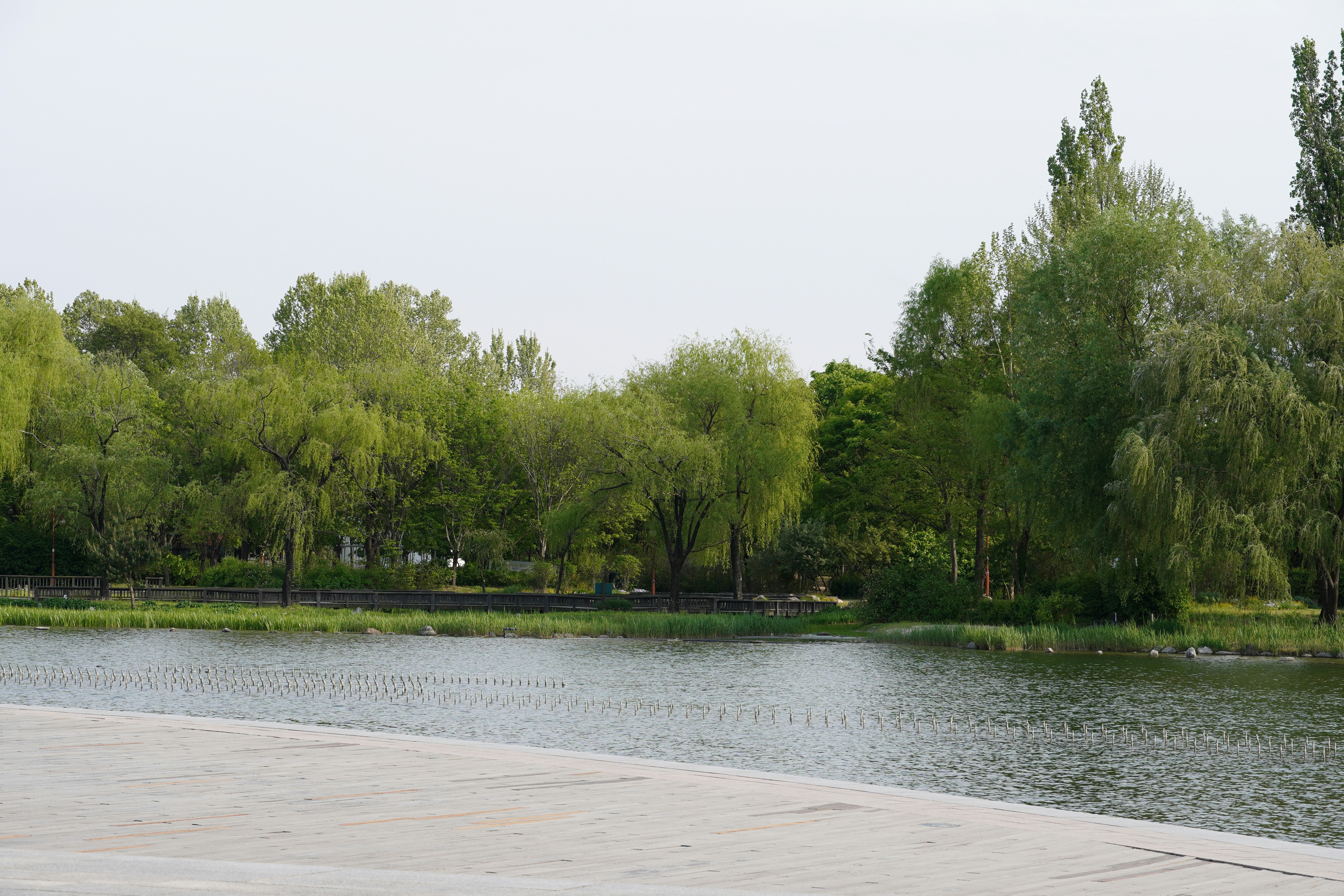 Liminal Waterfront: A Quiet Park Along the Riverside Walk