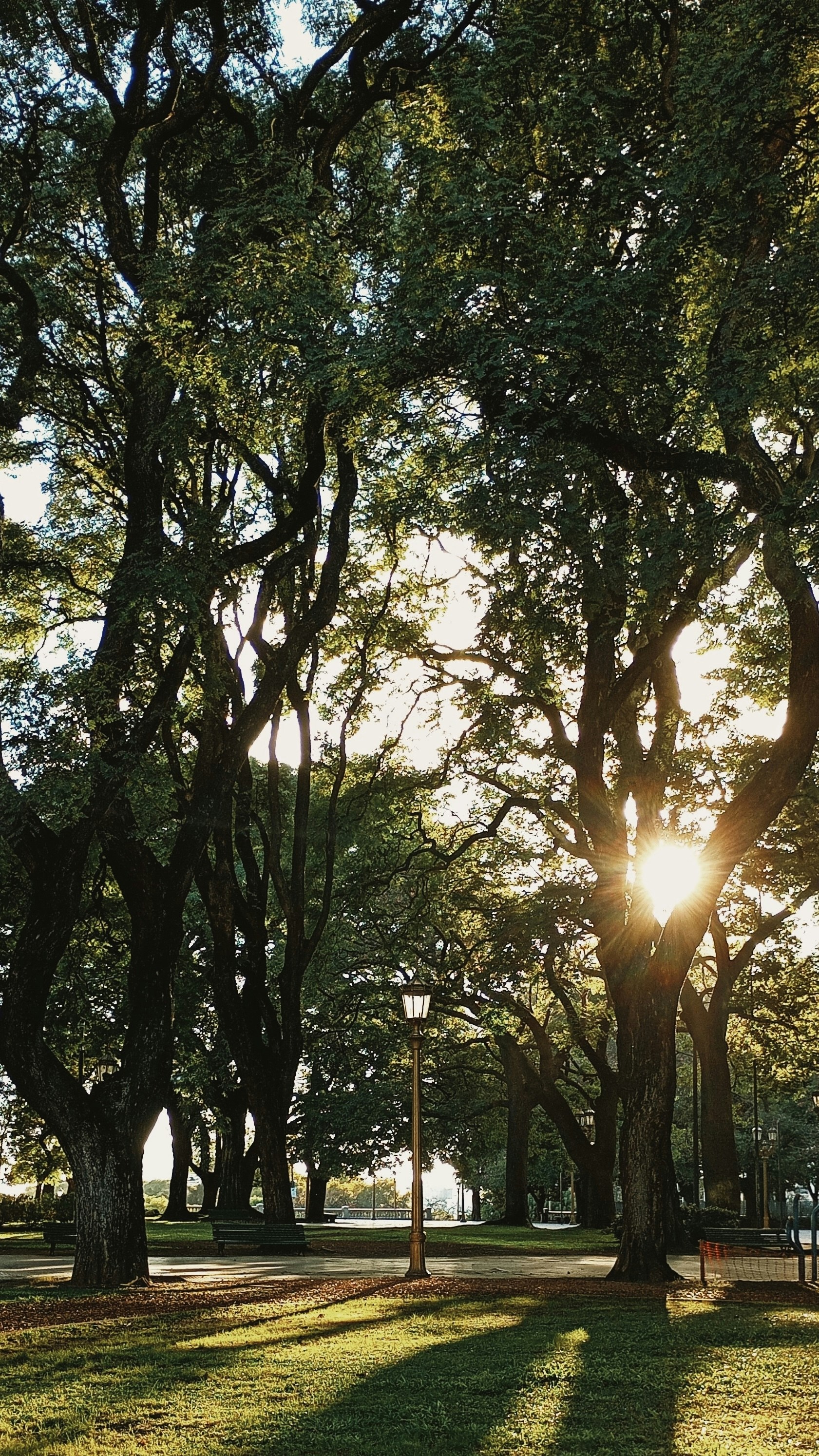 Sunlight streams through large trees in a park.