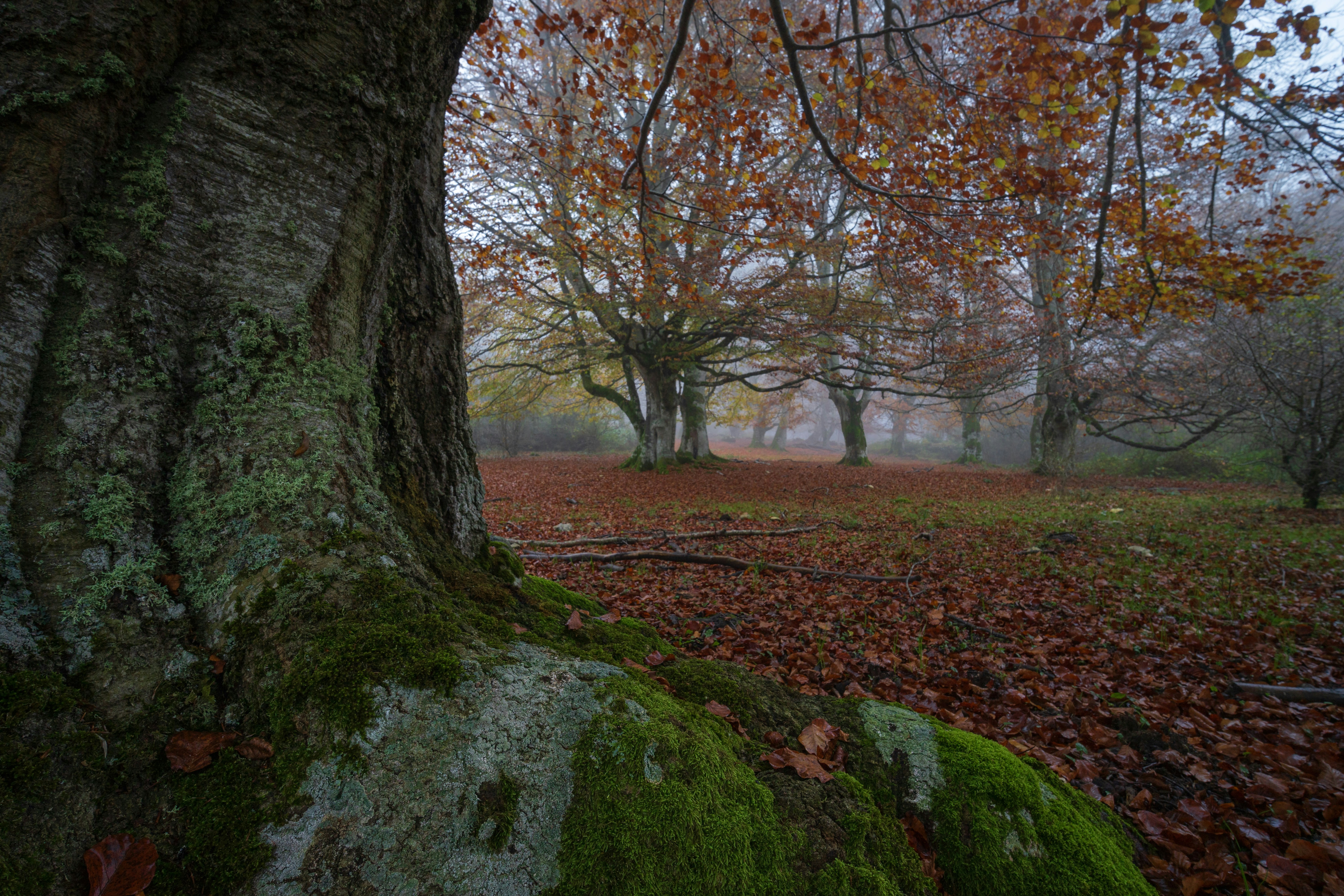 Autumn Glade: Moss-Ced Roots at Dusk