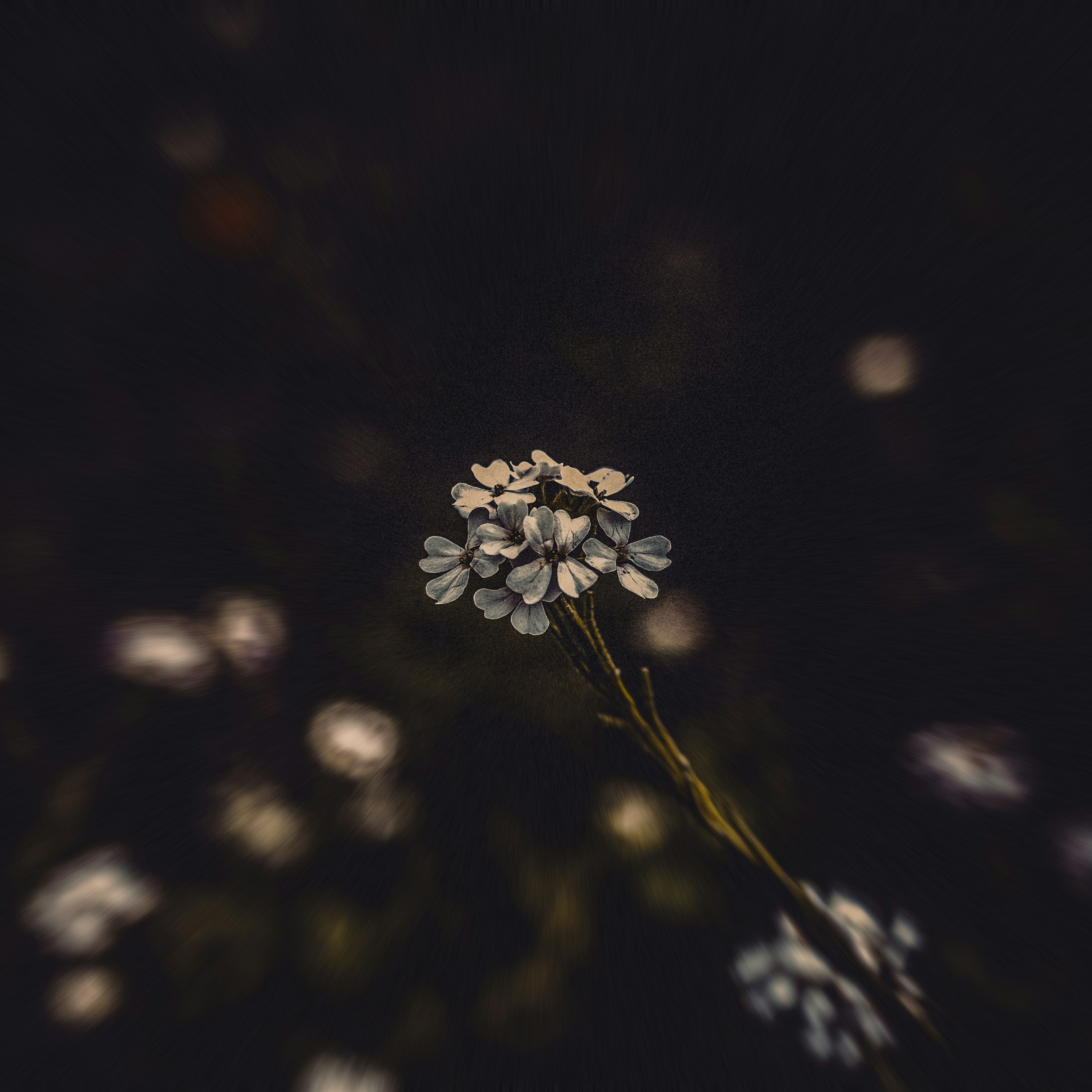 Delicate Hydrangea Bloom in Evening Depths