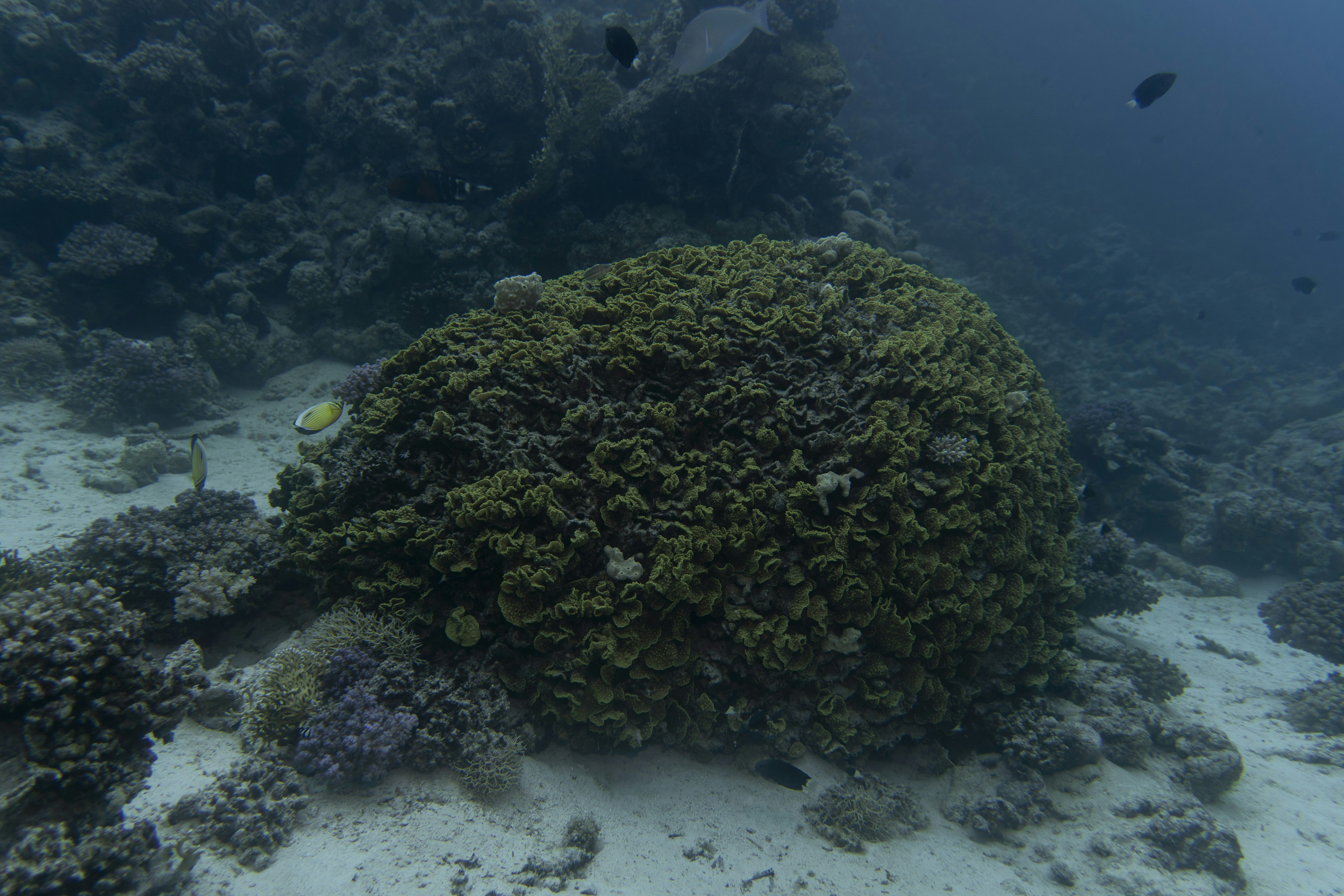 Underwater Coral Sentinel: A Dome of Color Resting on Sandy Bed