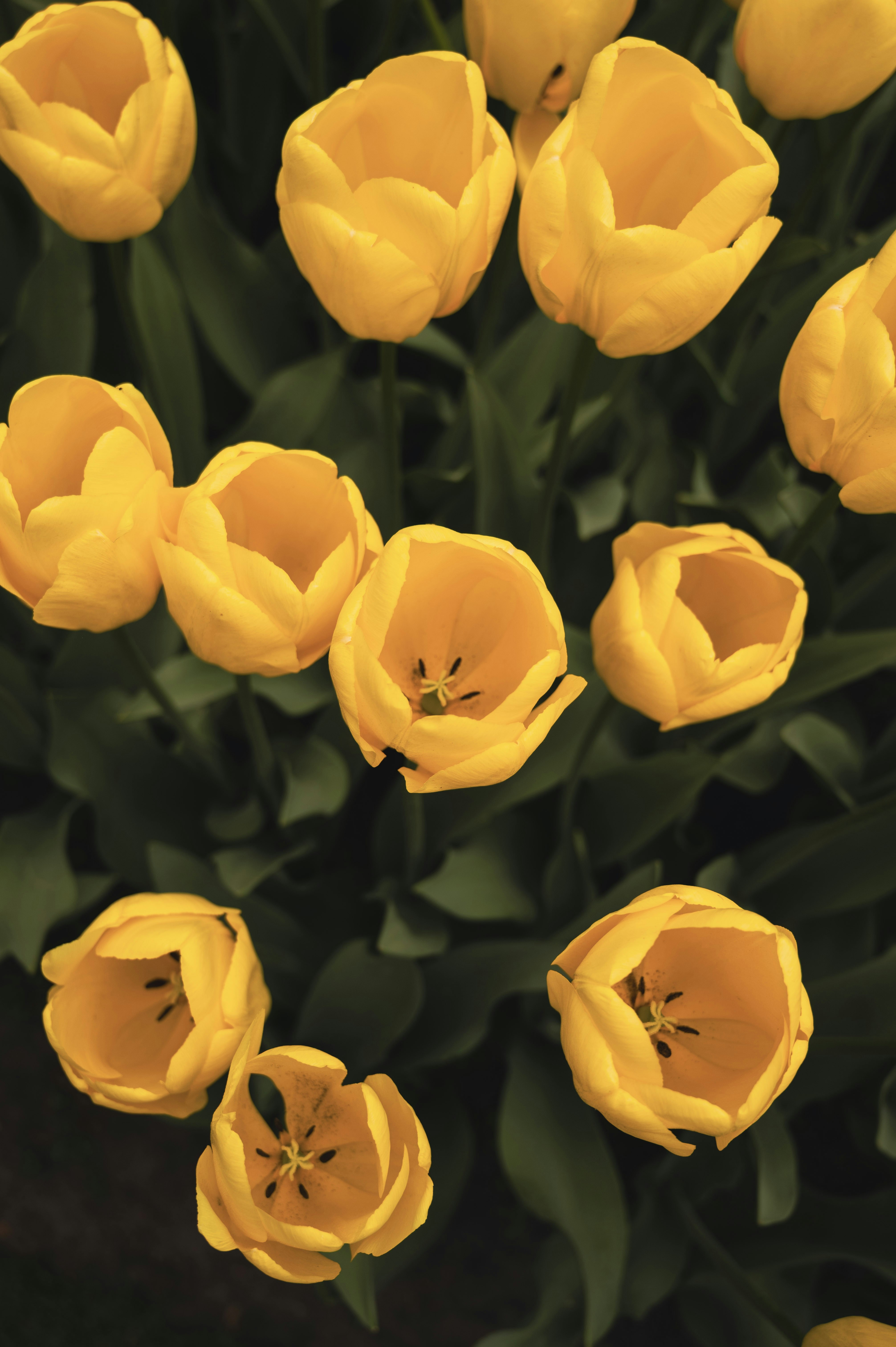 Golden Tulips in Focus: A Field of Sunlit Petals